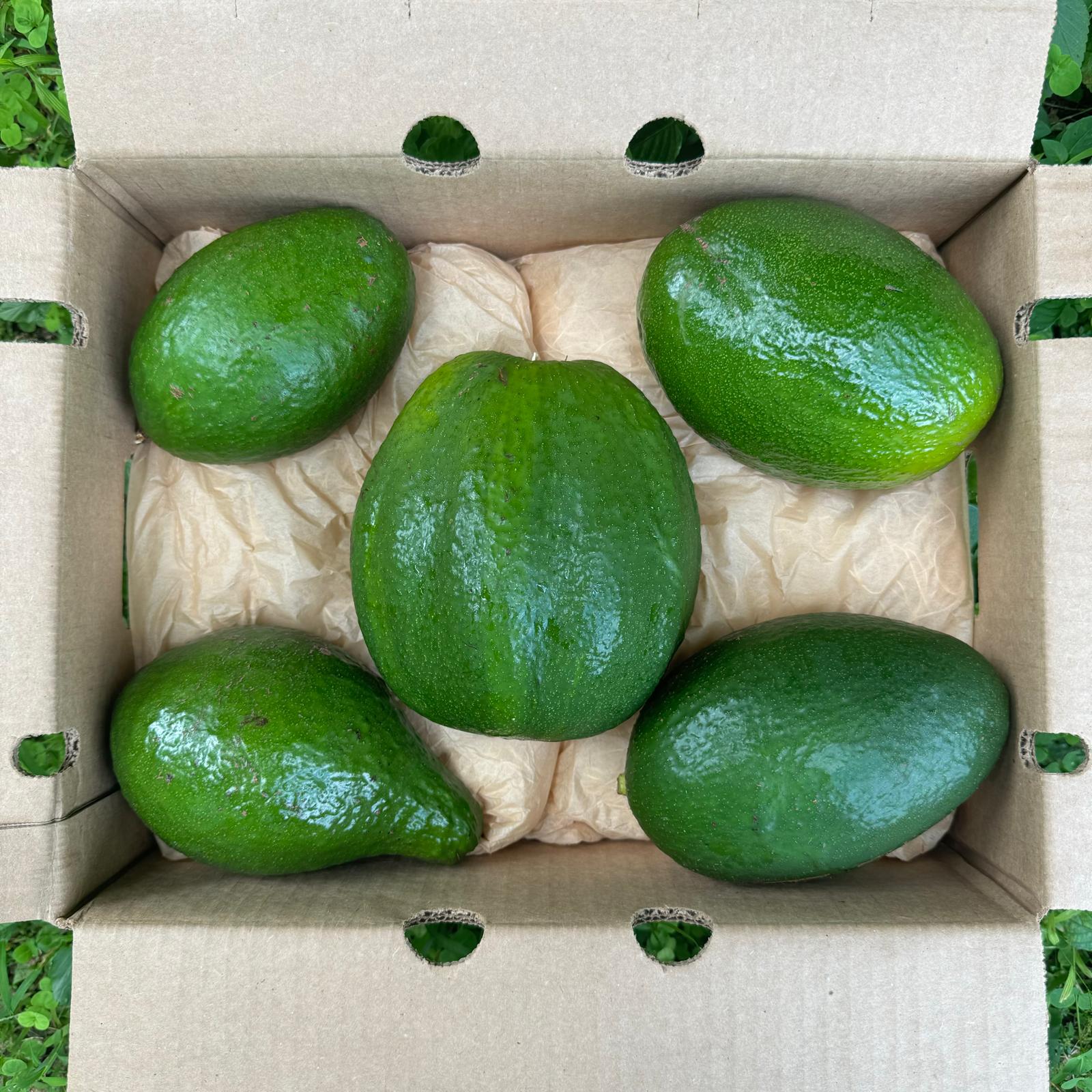 Avocado - Buy Rare Avocados online from Miami Fruit