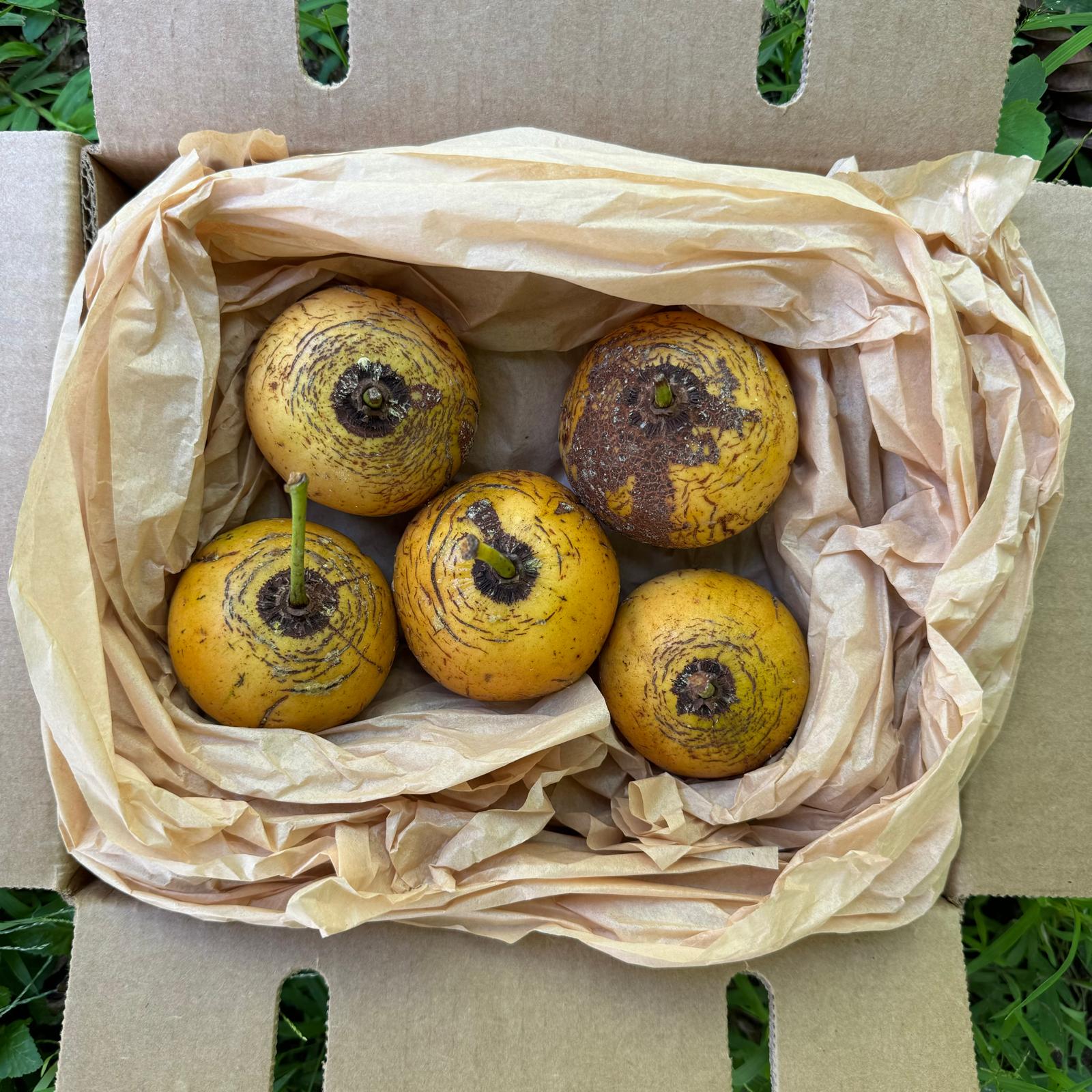 Bacuripari - Garcinia gardneriana – Miami Fruit