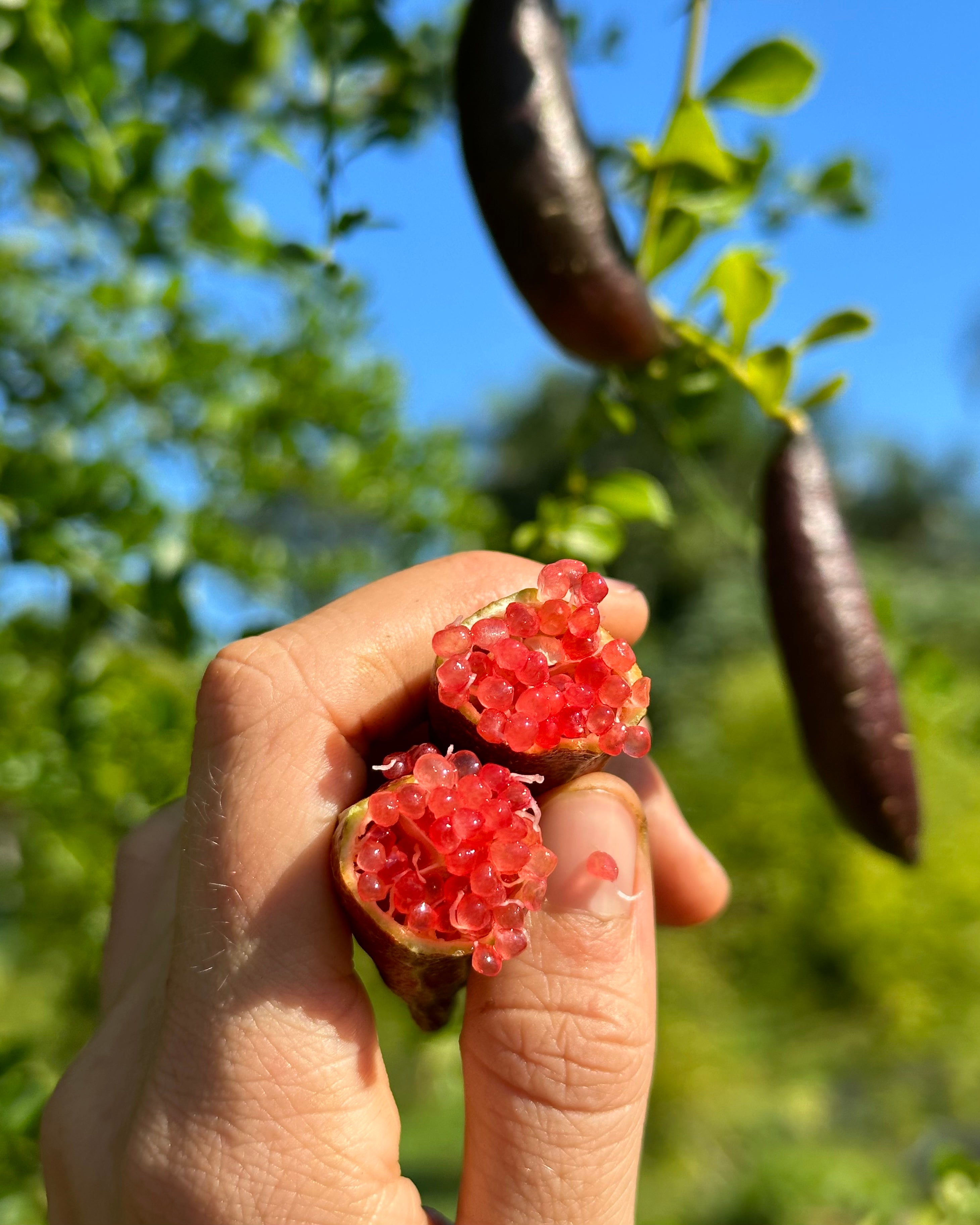 Red Caviar Lime (Finger Lime) *Pre-Order* – Miami Fruit
