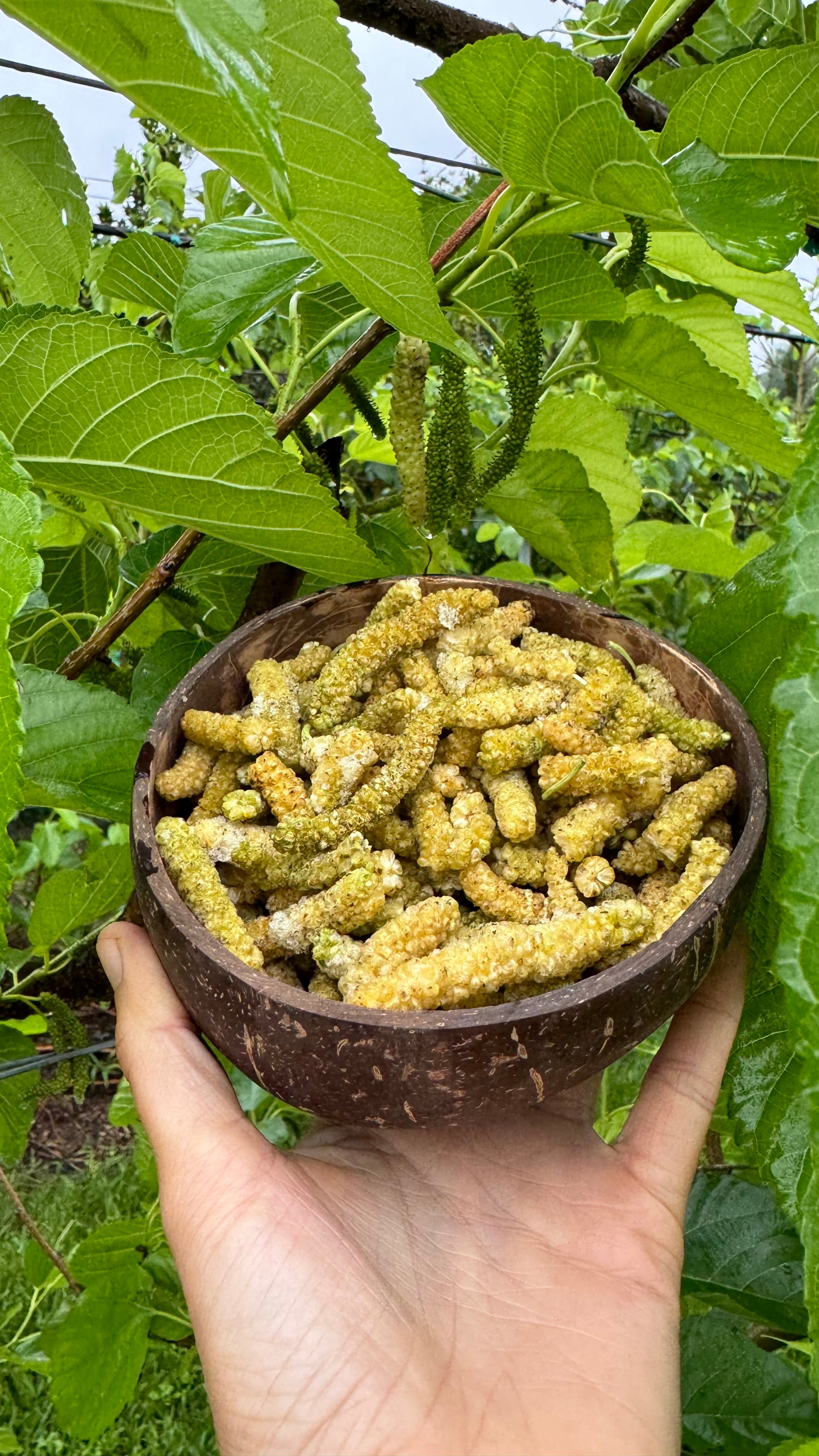 Freeze Dried Sweet Green Mulberry – Miami Fruit