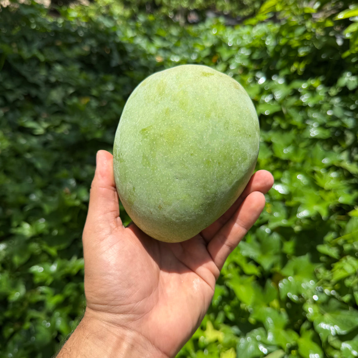 Cotton Candy Mango *Pre-Order* – Miami Fruit