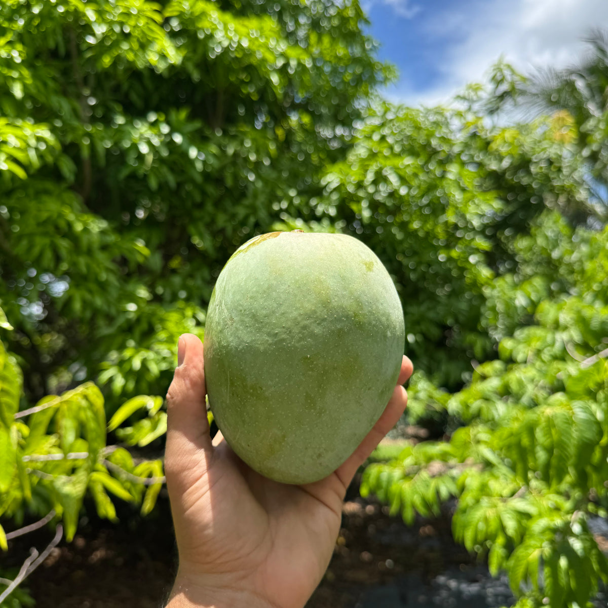 Cotton Candy Mango *Pre-Order* – Miami Fruit