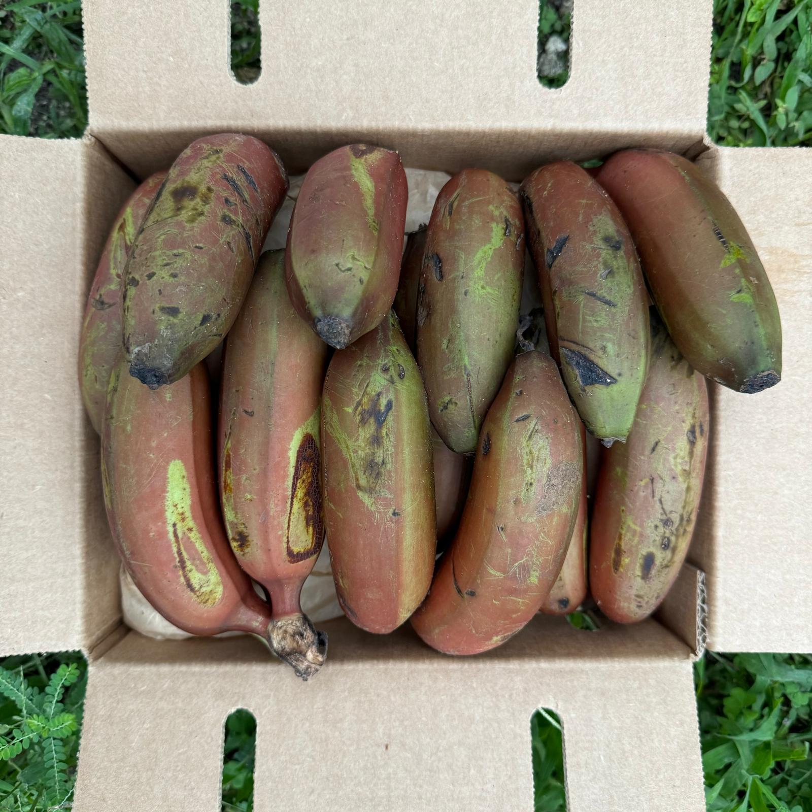 Cuban Red Banana *PRE-ORDER* – Miami Fruit