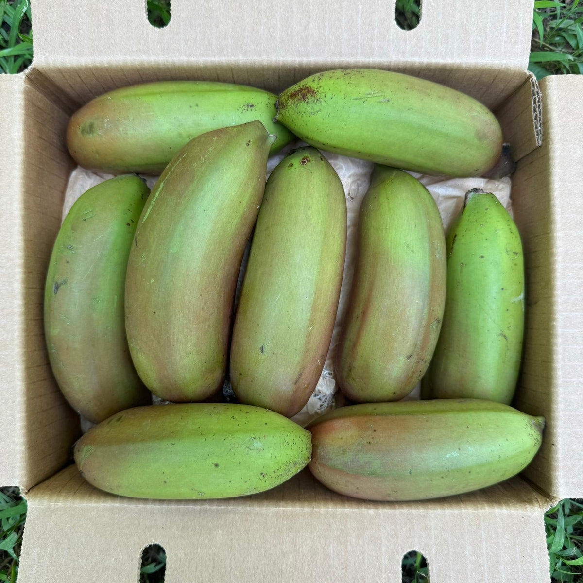 Cuban Red Banana *PRE-ORDER* – Miami Fruit