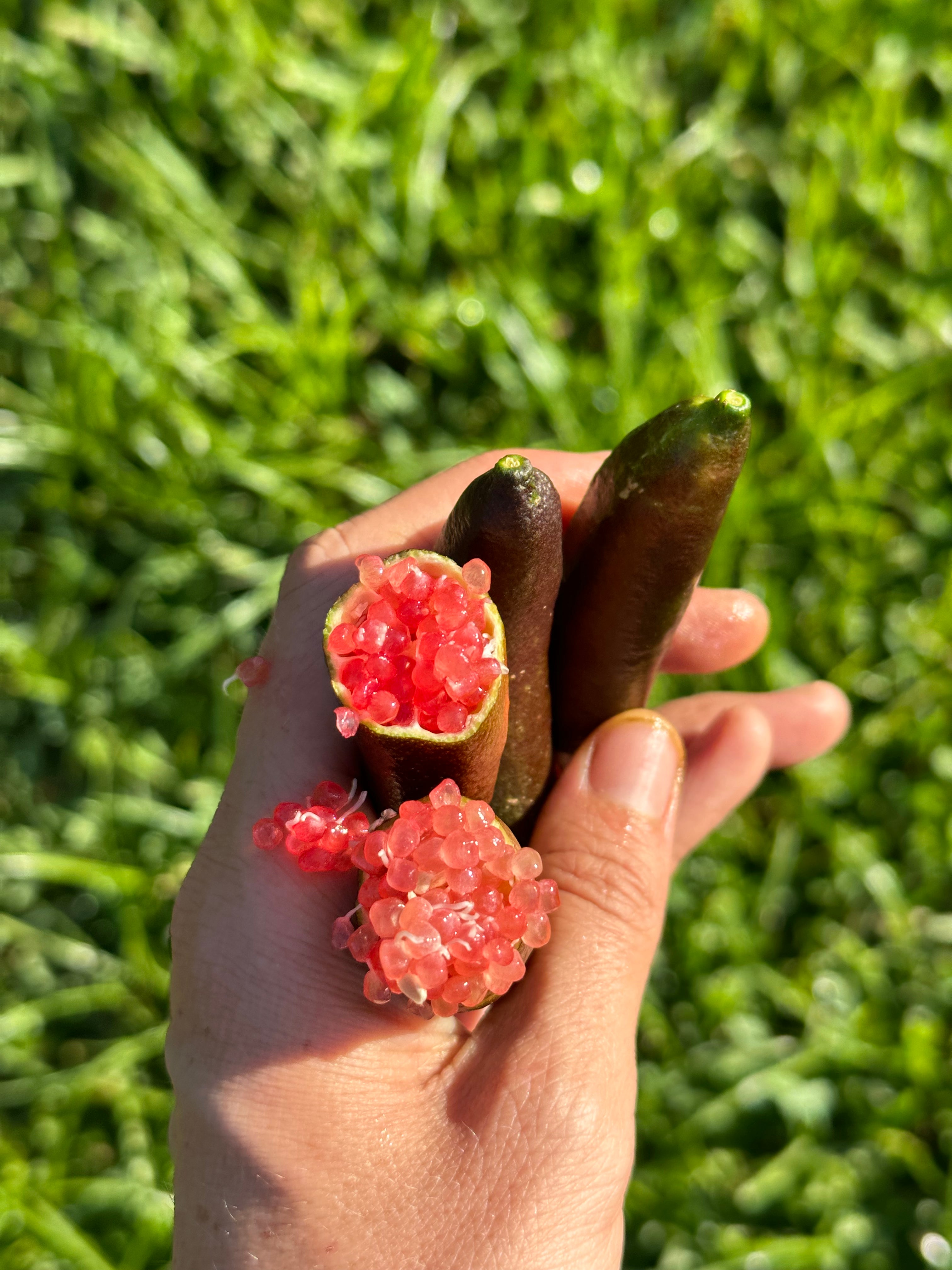 Red Caviar Lime (Finger Lime) *Pre-Order* – Miami Fruit