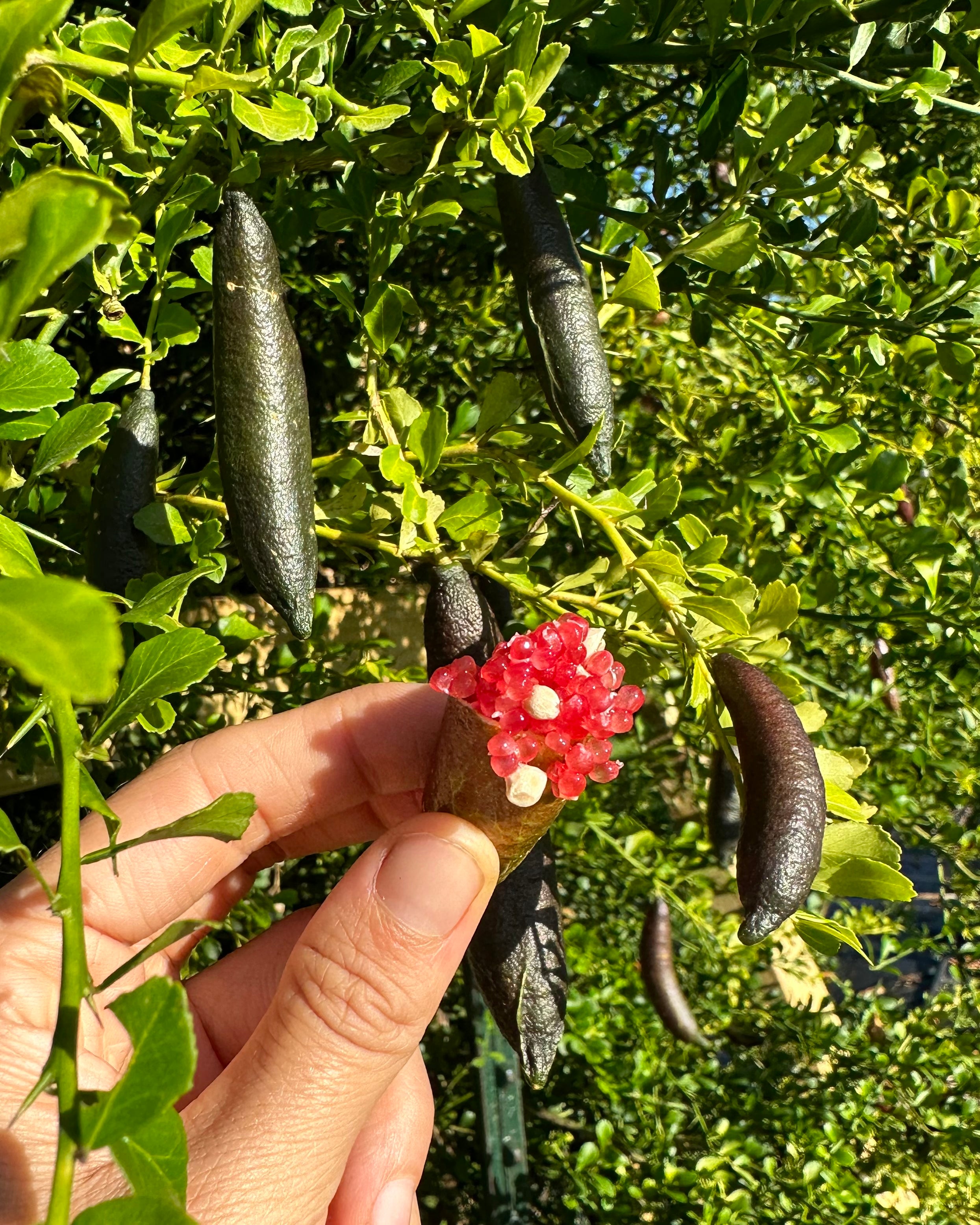 Red Caviar Lime (Finger Lime) *Pre-Order* – Miami Fruit