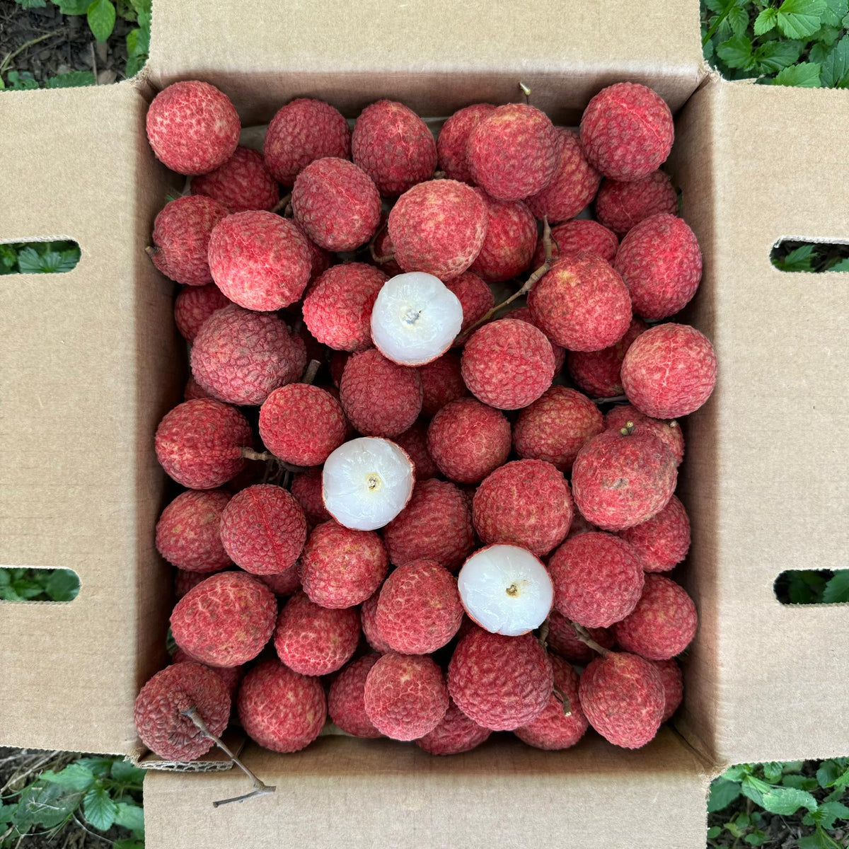 Lychee - Emperor Variety *Pre-Order* – Miami Fruit