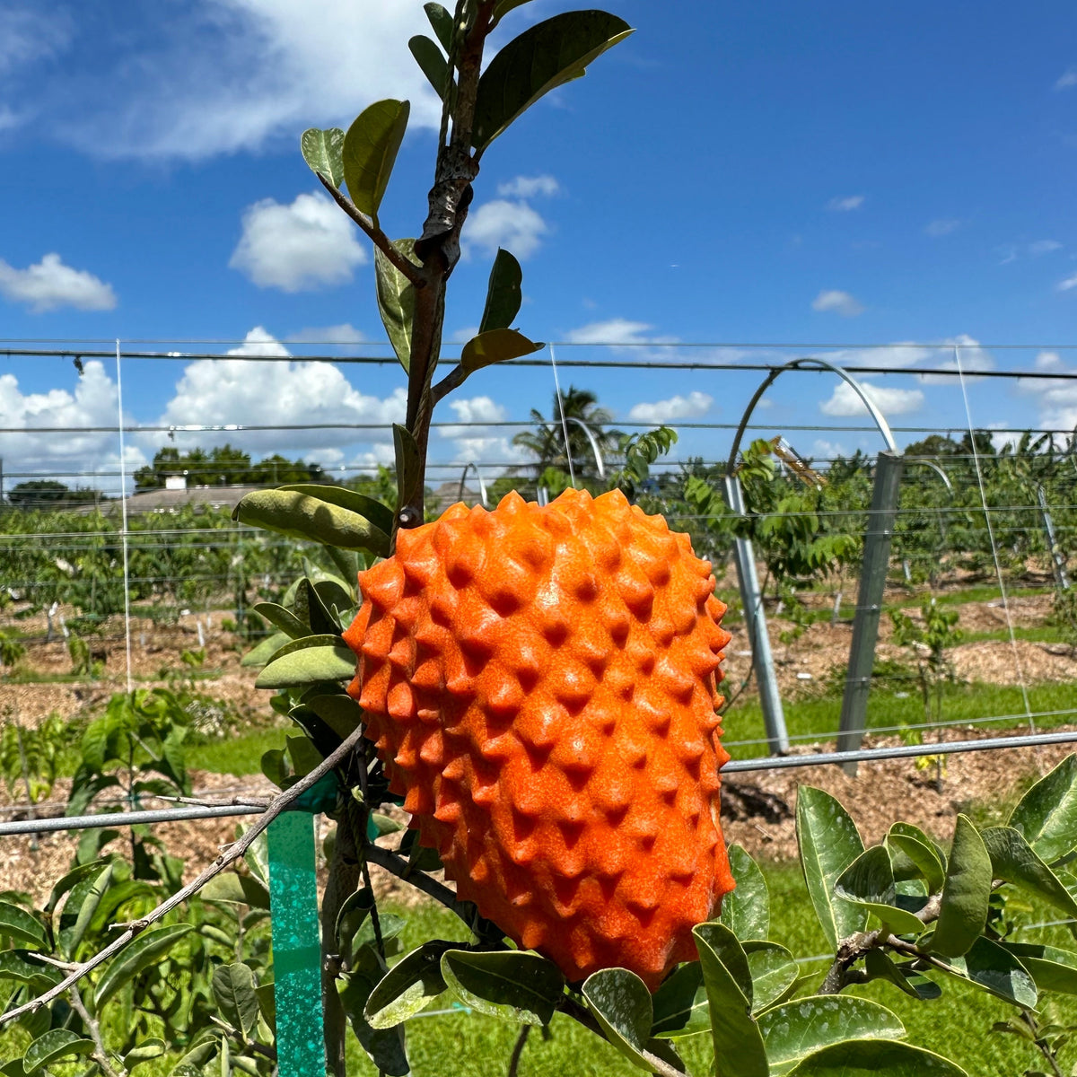 Orange Soursop *Pre-Order* – Miami Fruit