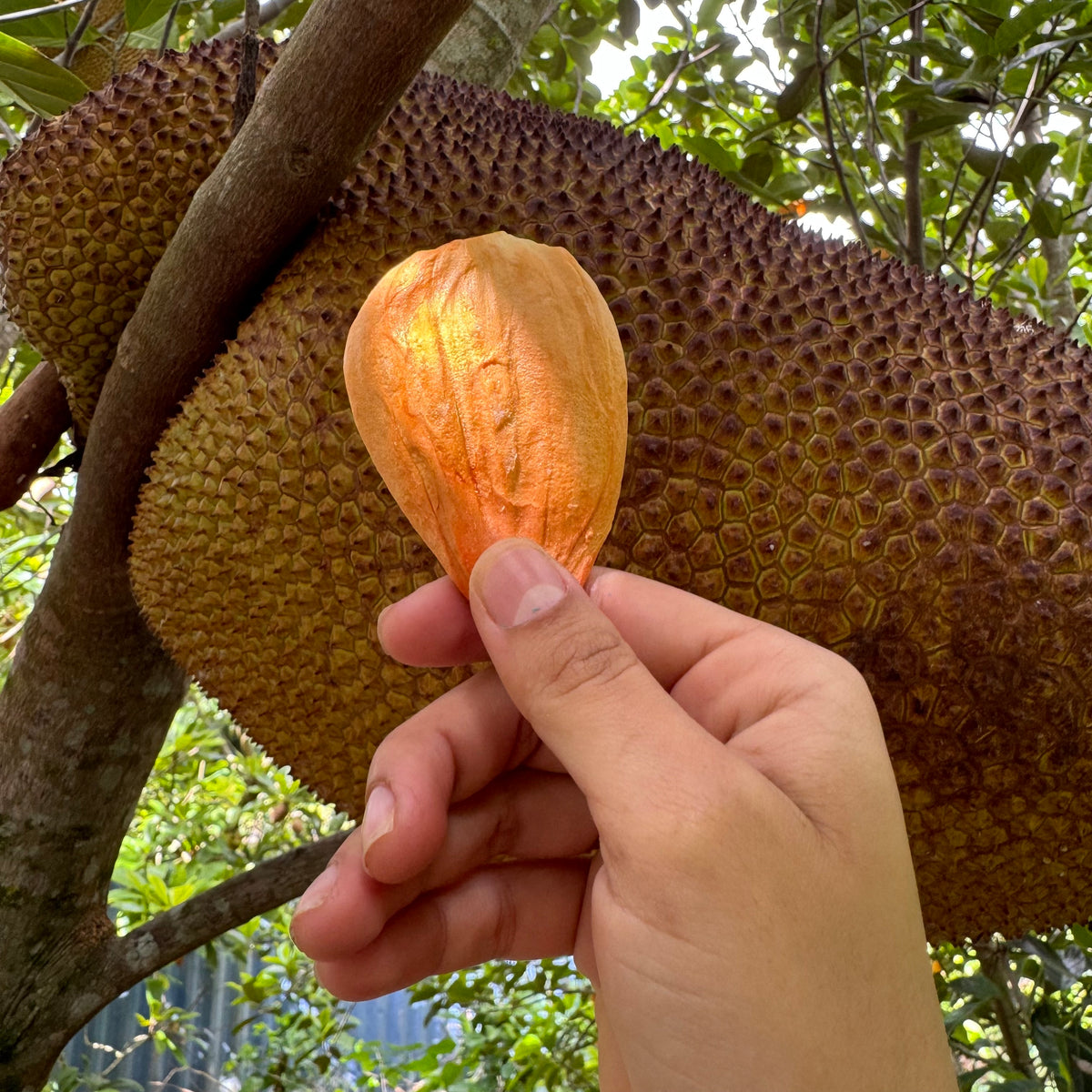 Orange Jackfruit – Miami Fruit
