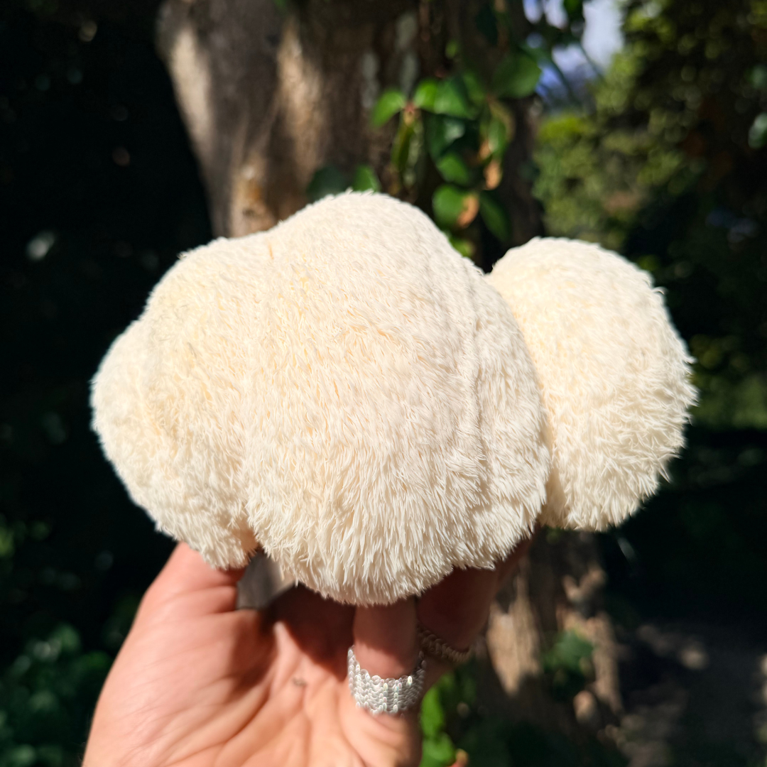 Culinary Mushroom Variety Box – Miami Fruit