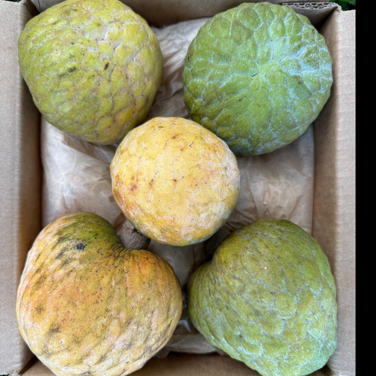 Green Custard Apple *Pre-Order* – Miami Fruit