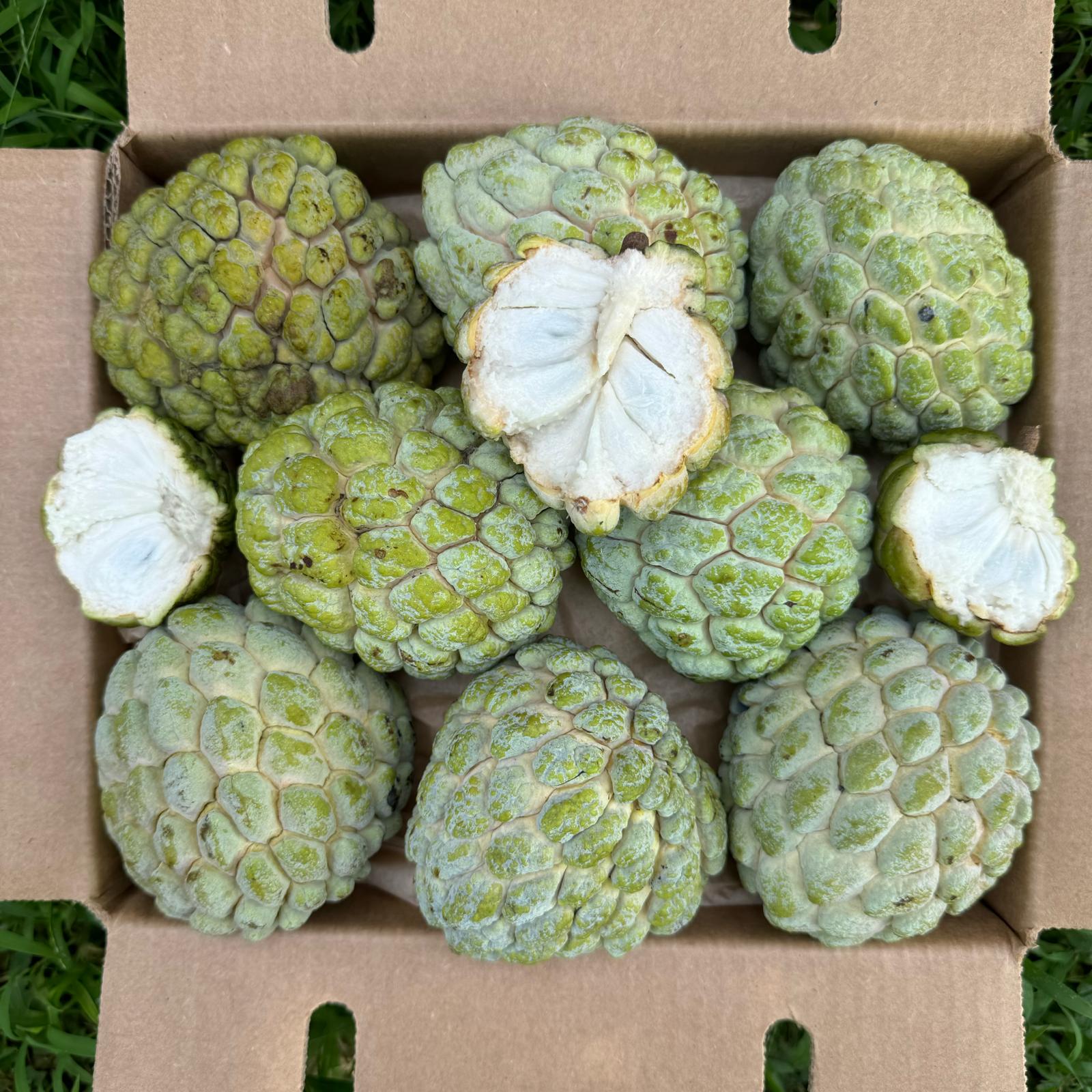 Sugar Apple (Sweetsop) *Pre-Order* – Miami Fruit