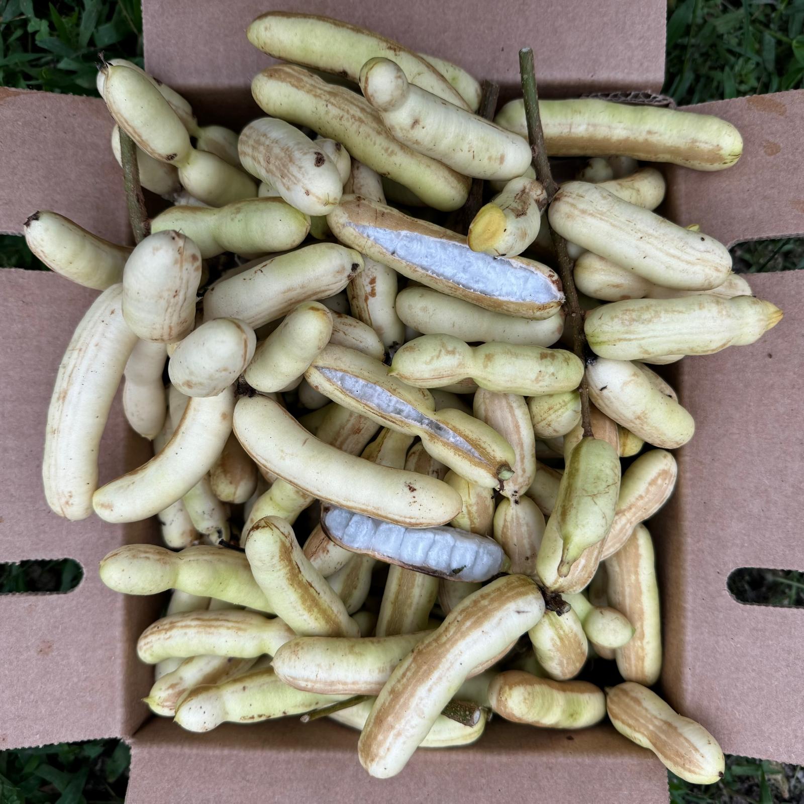Ice Cream Bean - Buy Ice Cream Bean online from Miami Fruit