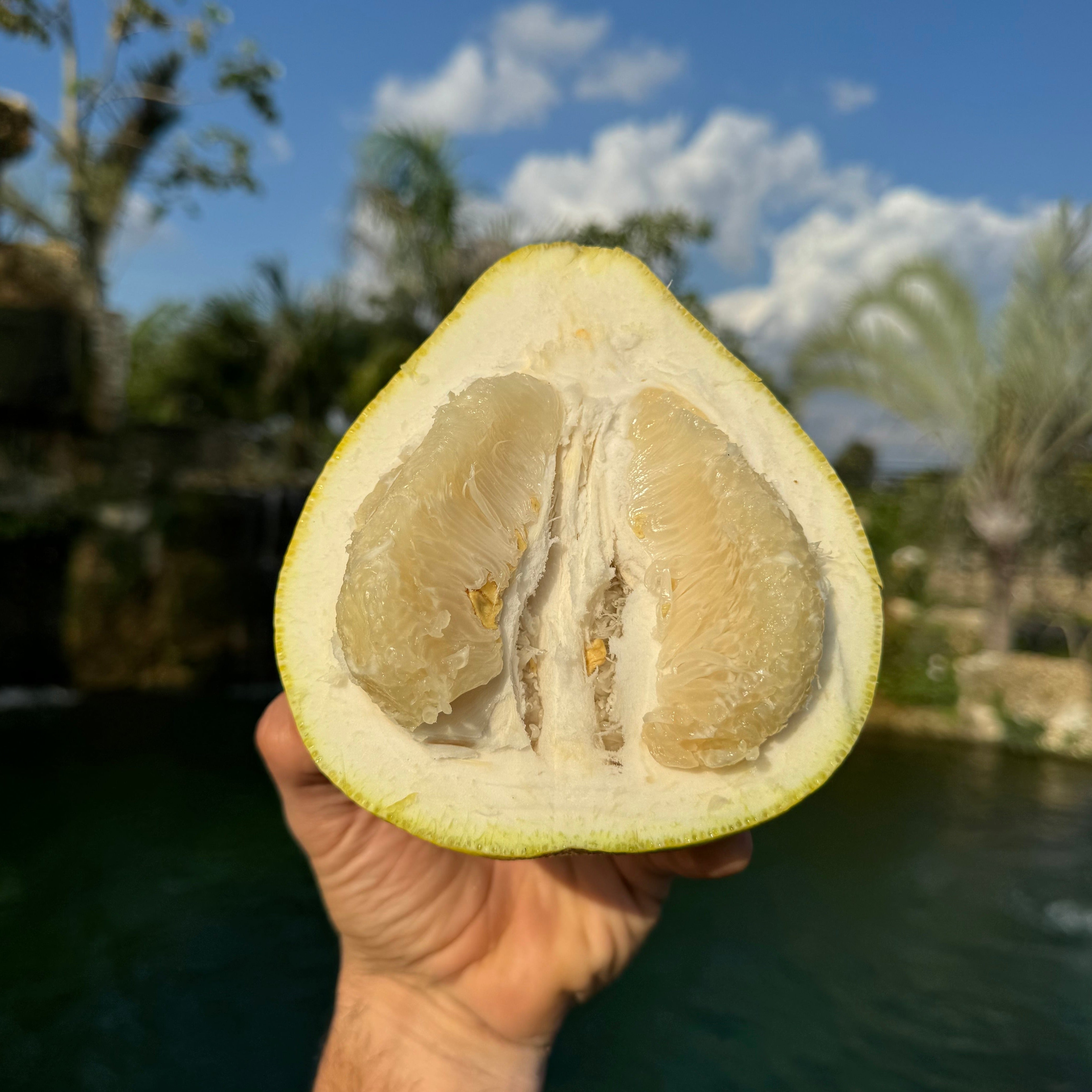 Platinum Rose Pomelo *Pre-Order* – Miami Fruit