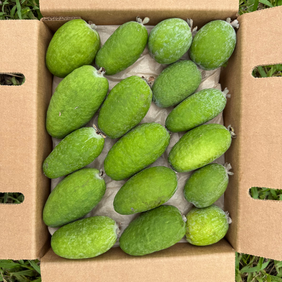 Feijoa *Pre-Order* – Miami Fruit
