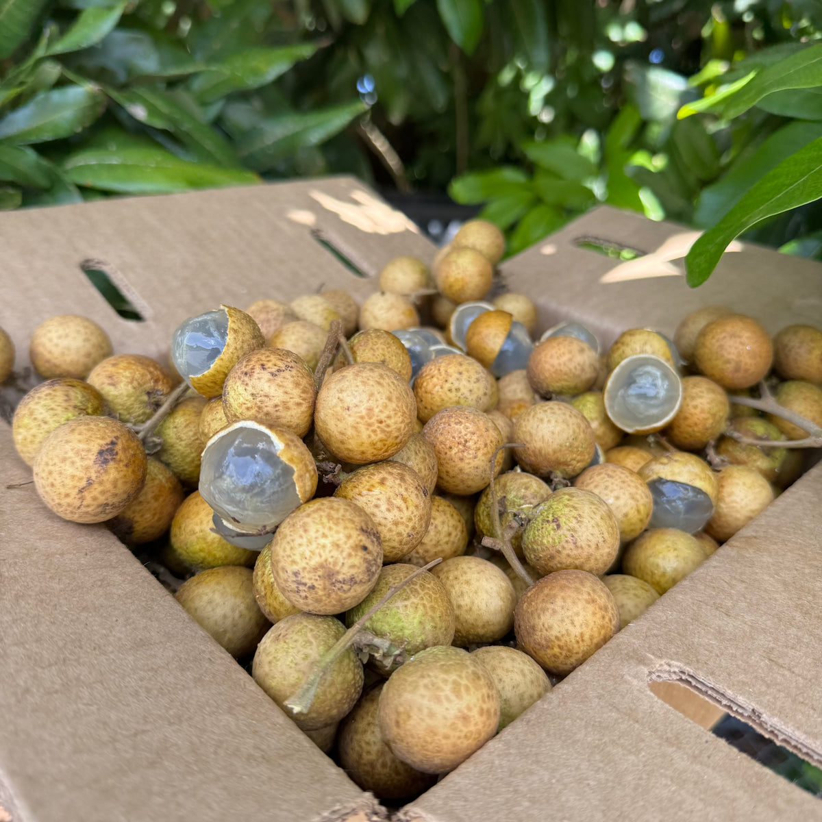 Diamond River Longan *Pre-Order* – Miami Fruit