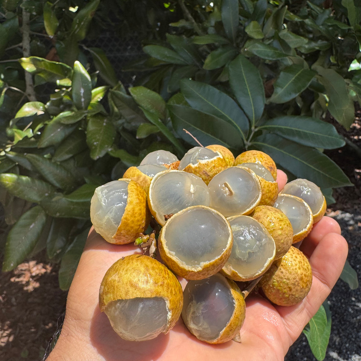 Diamond River Longan *Pre-Order* – Miami Fruit