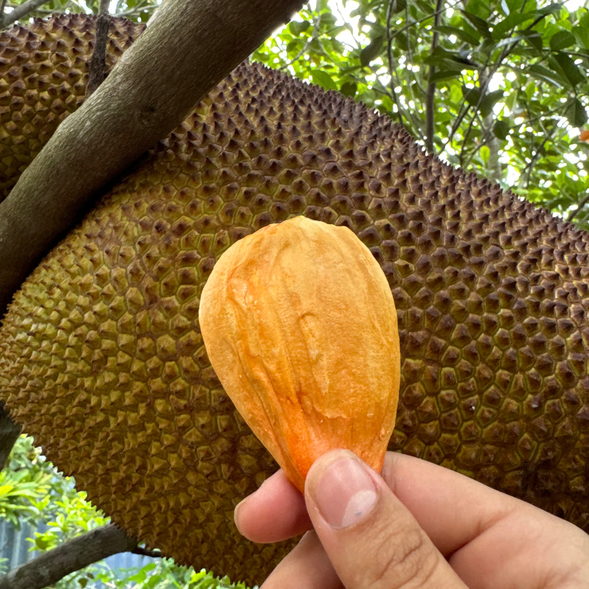 Freeze Dried Orange Jackfruit – Miami Fruit