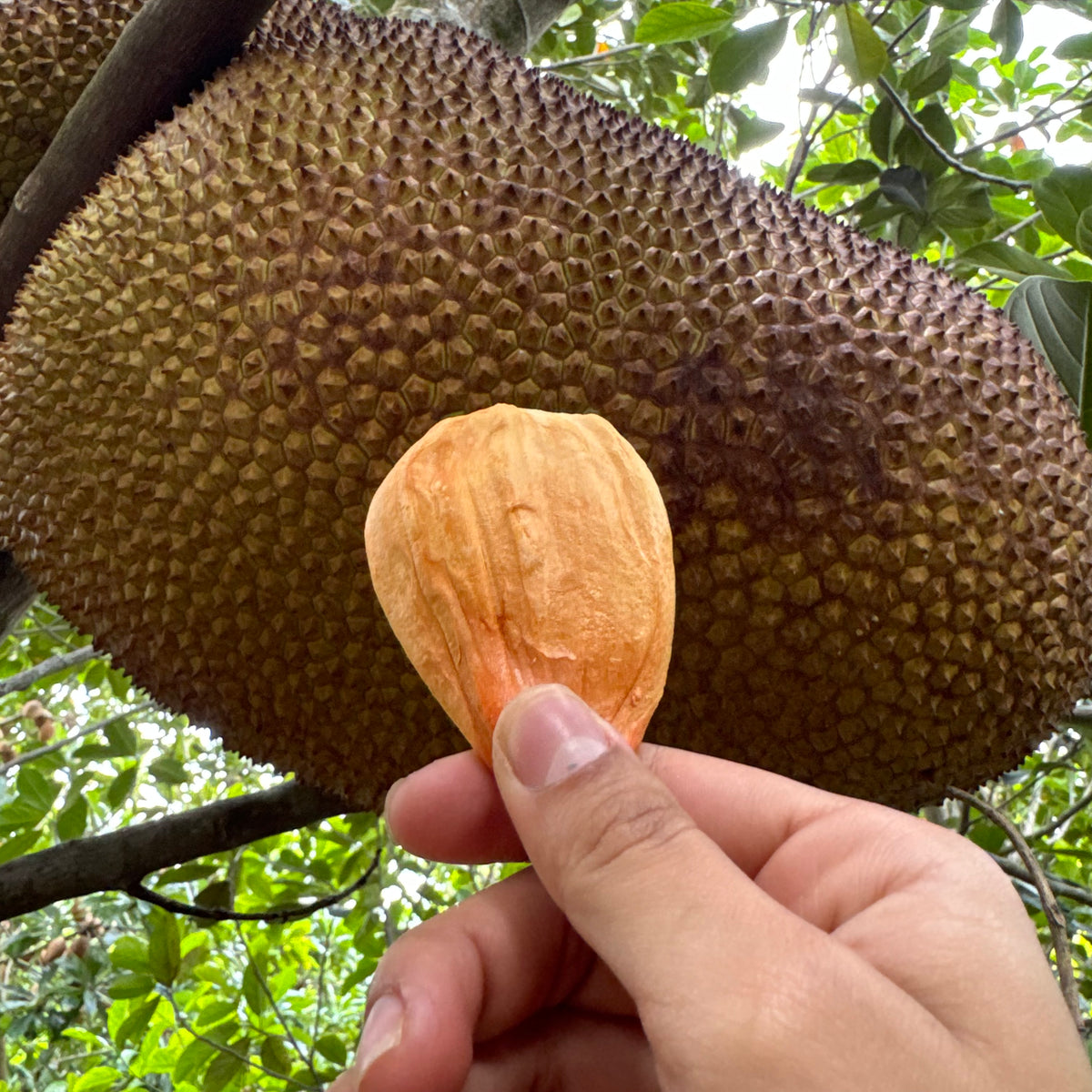 Freeze Dried Orange Jackfruit – Miami Fruit
