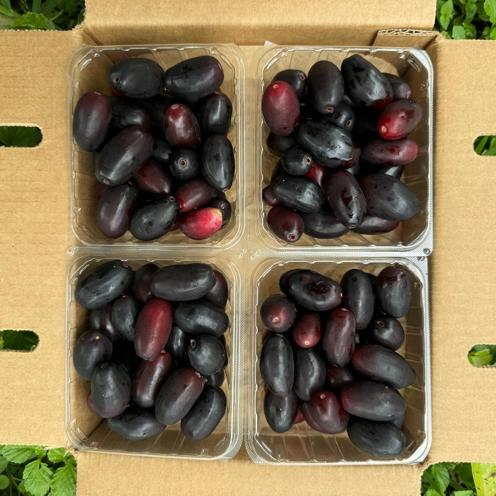 Jamun (Java Plum) *Pre-Order* – Miami Fruit