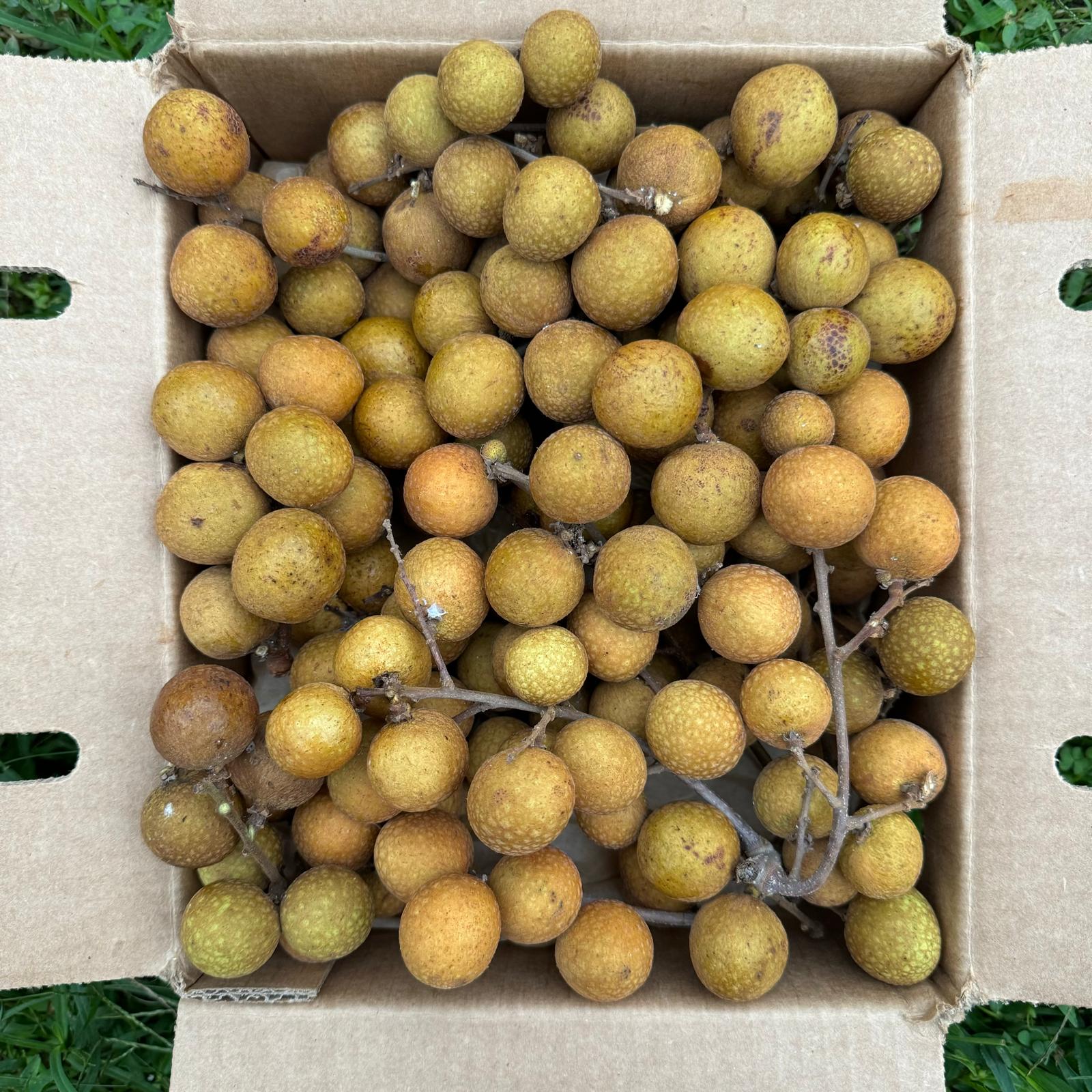 Longan Box - Buy Longan online from Miami Fruit