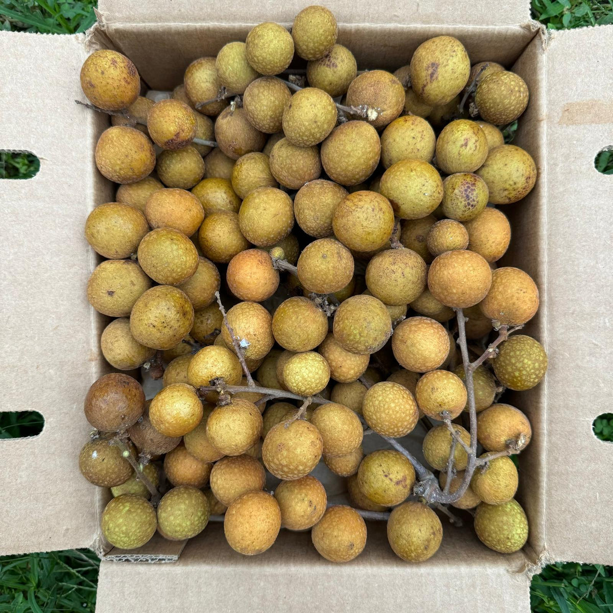 Longan Box - Buy Longan online from Miami Fruit