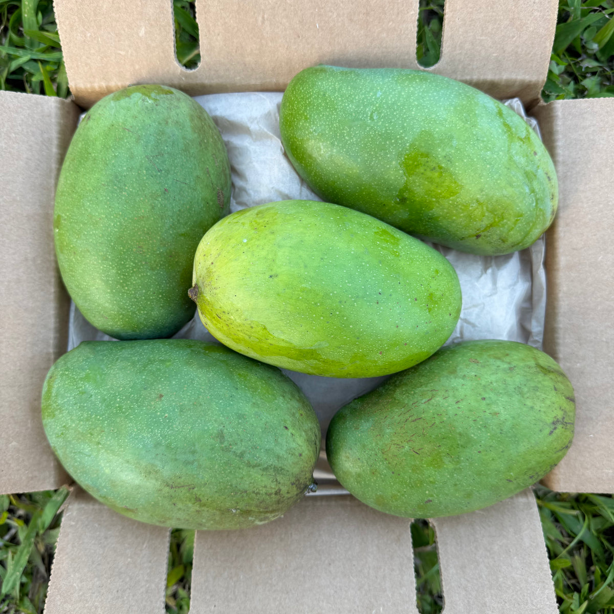 Mallika Mango *Pre-Order* – Miami Fruit