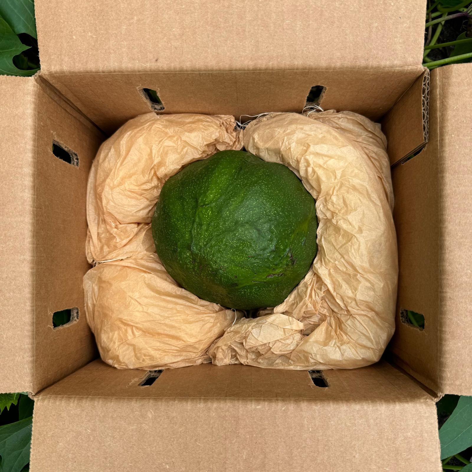 Marcus Pumpkin Avocado *Pre-Order* – Miami Fruit