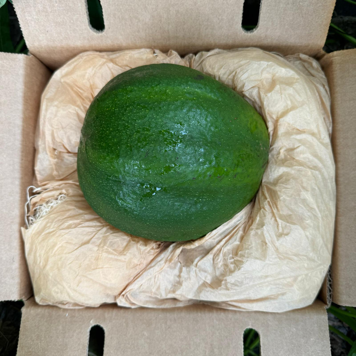 Marcus Pumpkin Avocado *Pre-Order* – Miami Fruit