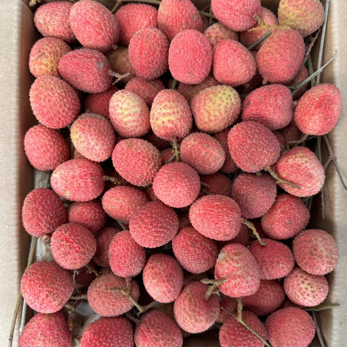 Lychee - Mauritius Variety *Pre-Order* – Miami Fruit