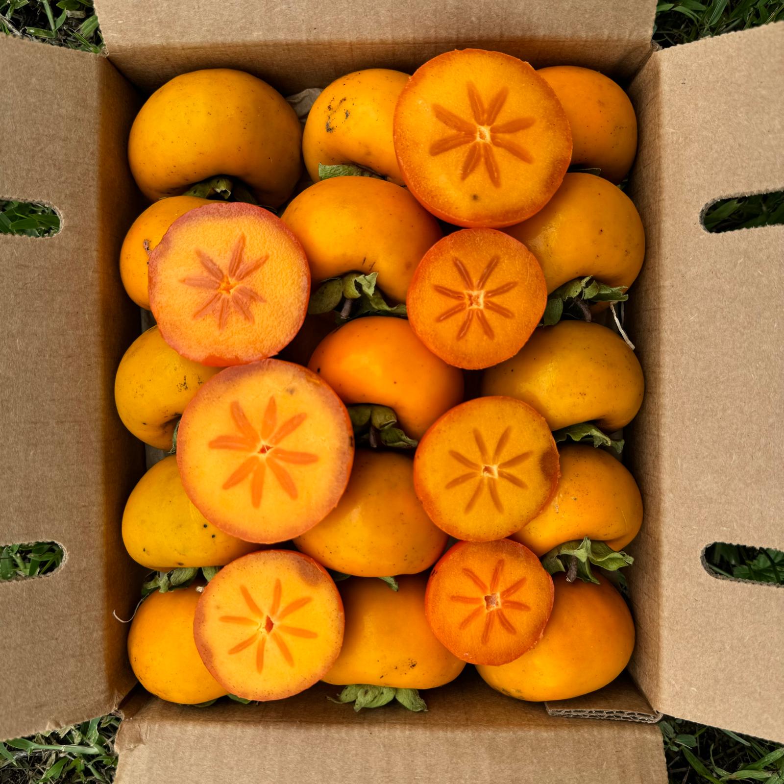 Tropical Persimmon *Pre-Order* – Miami Fruit