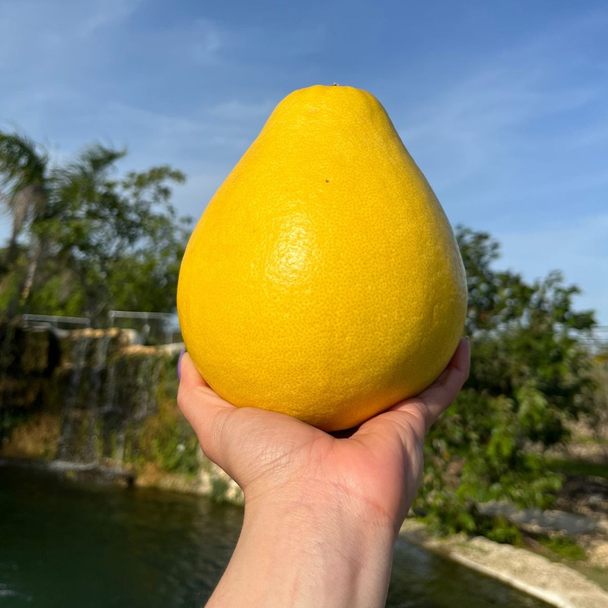 Platinum Rose Pomelo *Pre-Order* – Miami Fruit