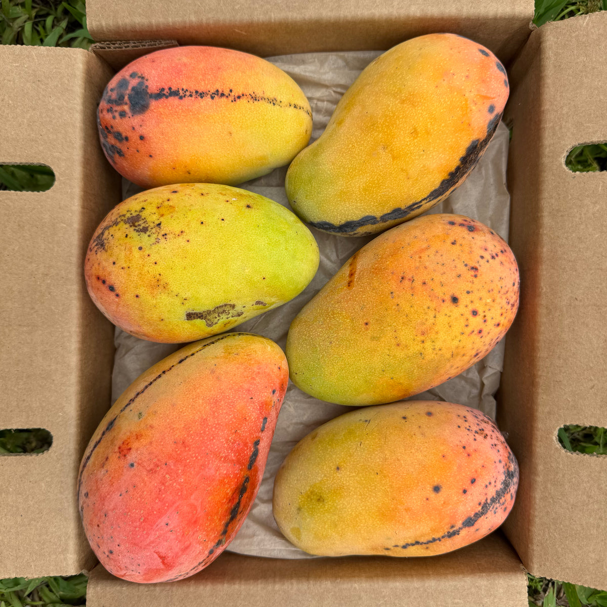 Rosigold Mango *Pre-Order* – Miami Fruit