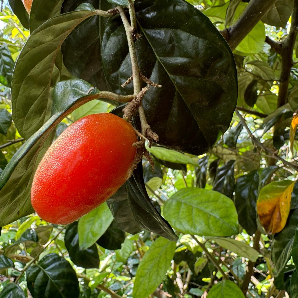 Silverberry *Pre-Order* – Miami Fruit