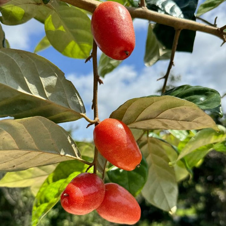 Silverberry *Pre-Order* – Miami Fruit