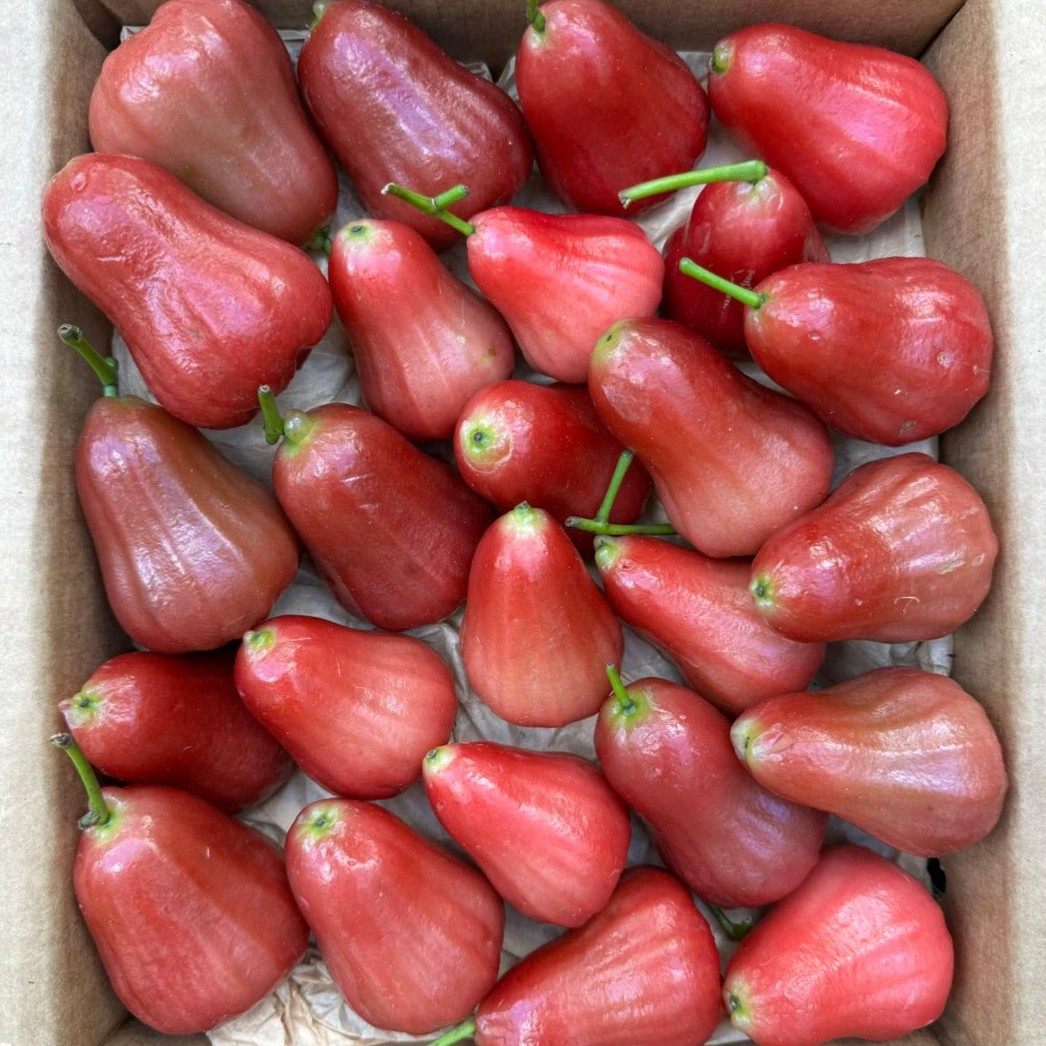 Wax Jambu *Pre-Order* – Miami Fruit
