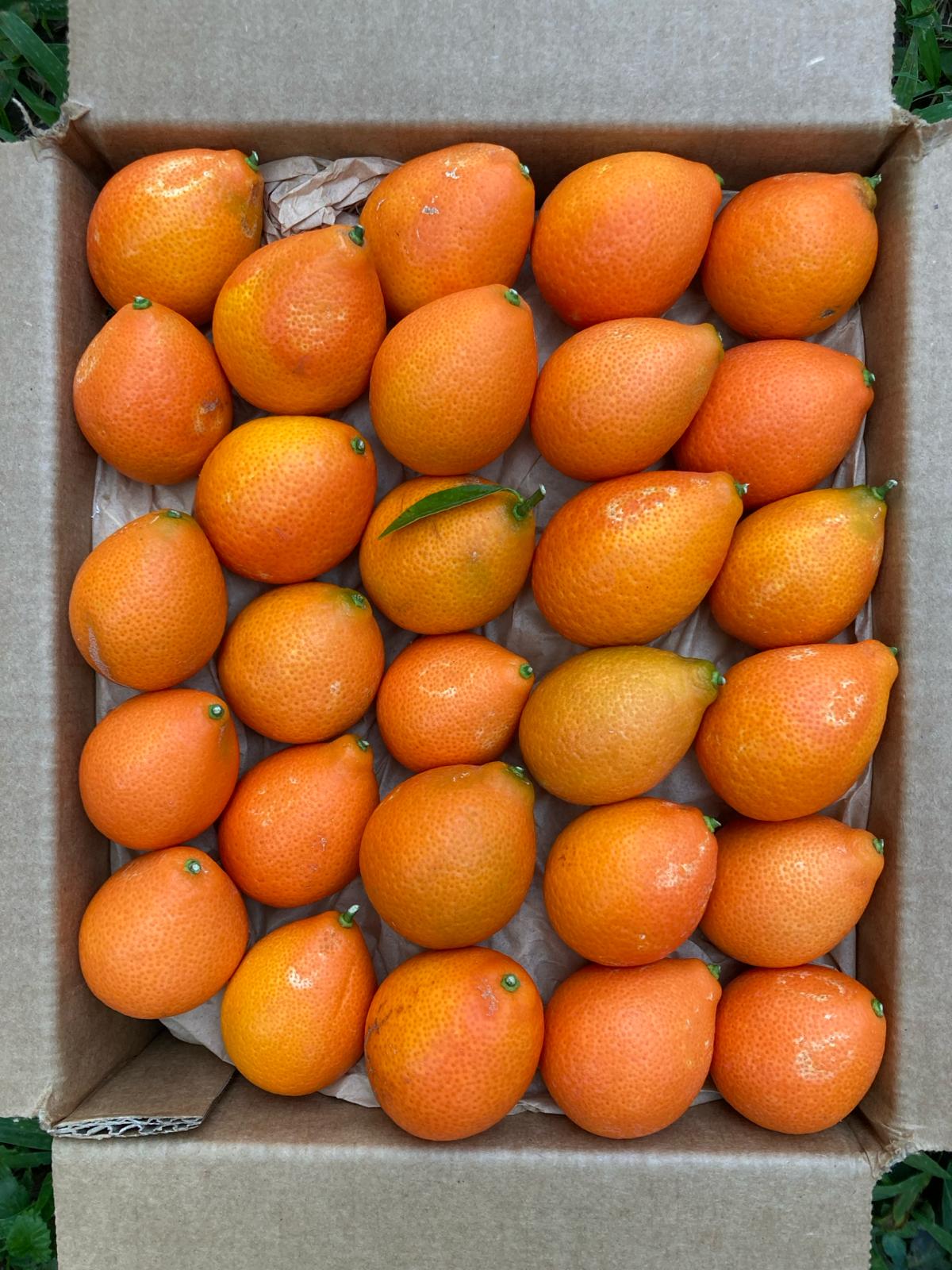 Mandarinquat *Pre-Order* – Miami Fruit