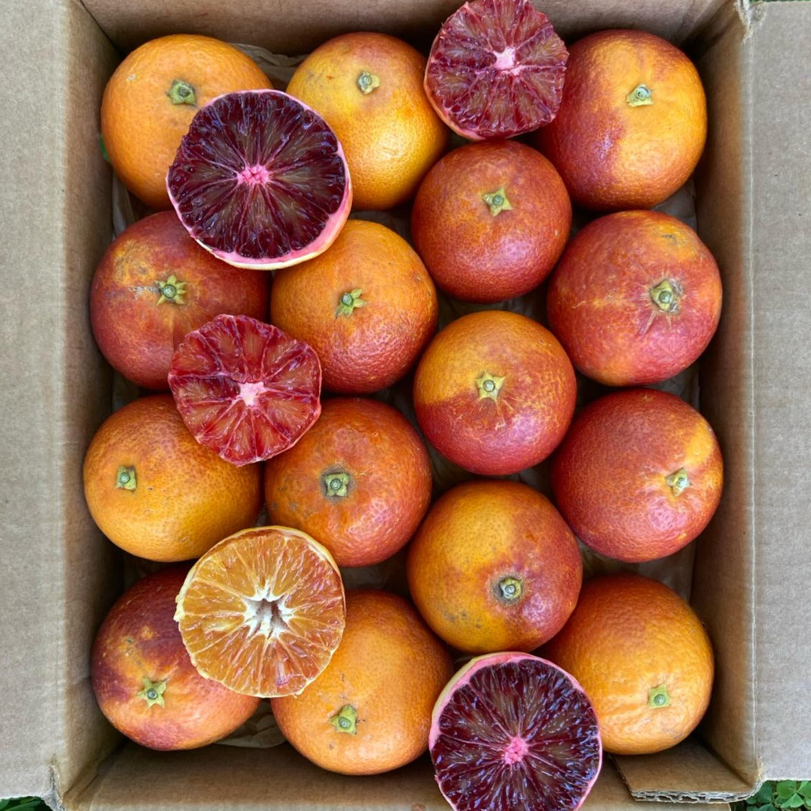 Blood Orange *Pre-Order* – Miami Fruit