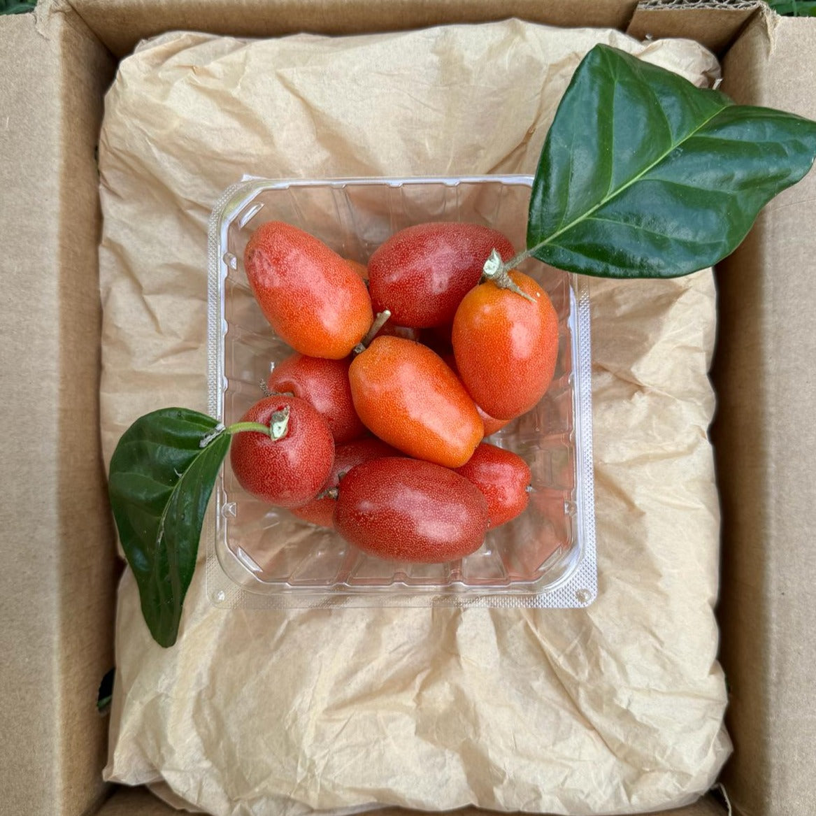 Silverberry *Pre-Order* – Miami Fruit