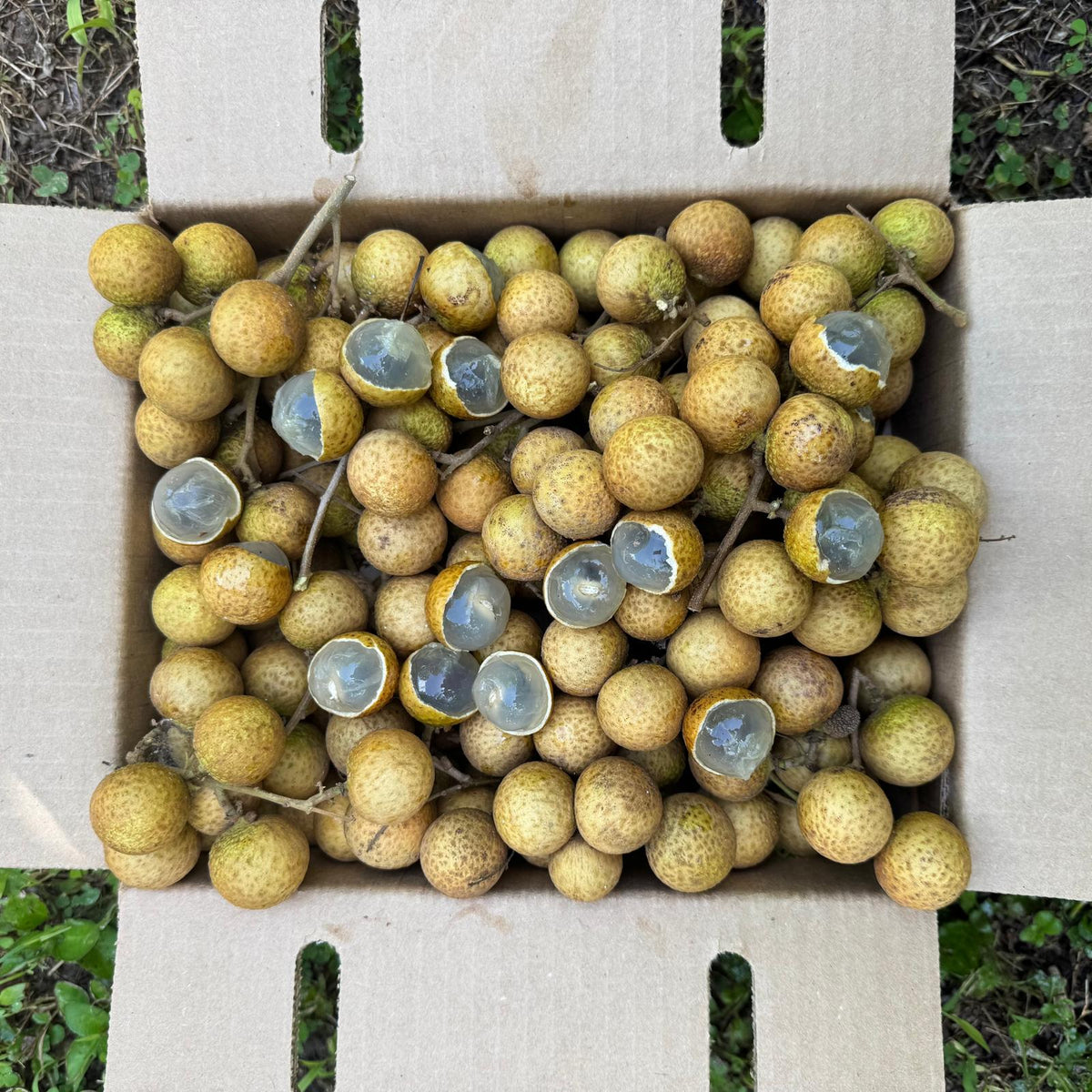 Diamond River Longan *Pre-Order* – Miami Fruit