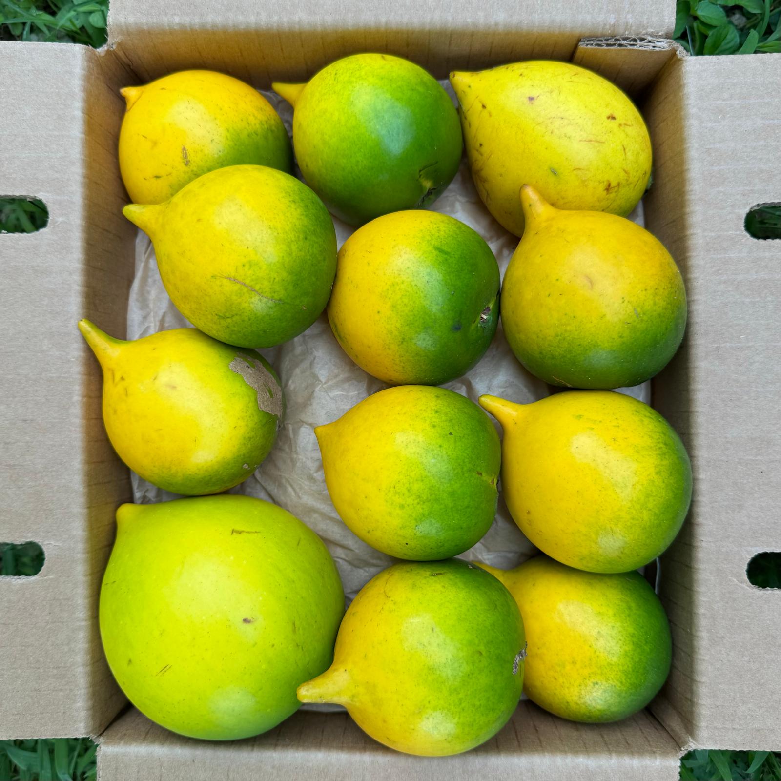 Abiu - Buy Abiu online from Miami Fruit