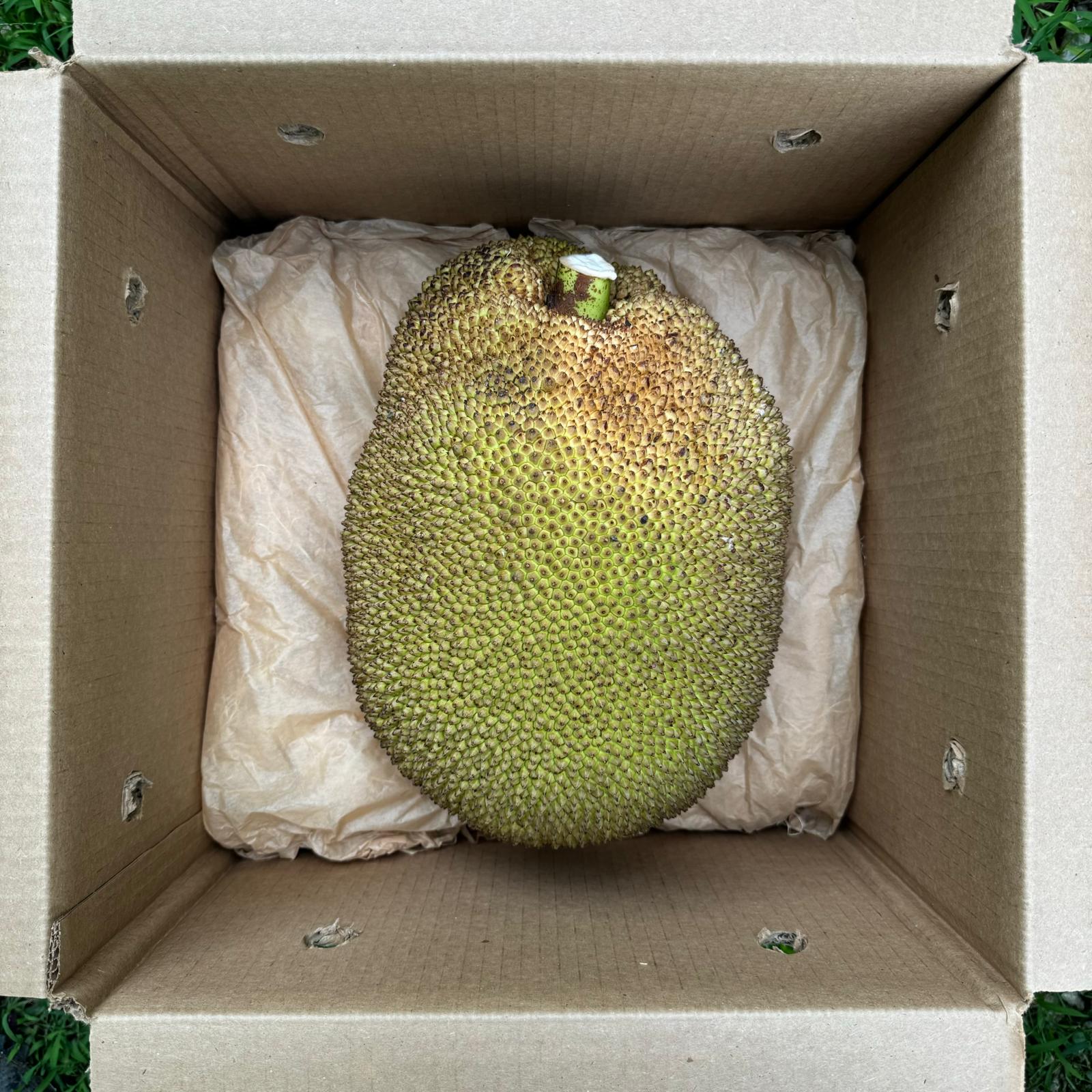 Jackfruit - Buy fresh Jackfruit online from Miami Fruit