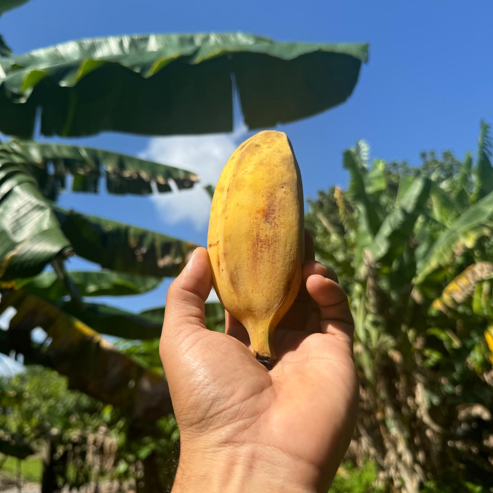 Orinoco - Burro Banana – Miami Fruit