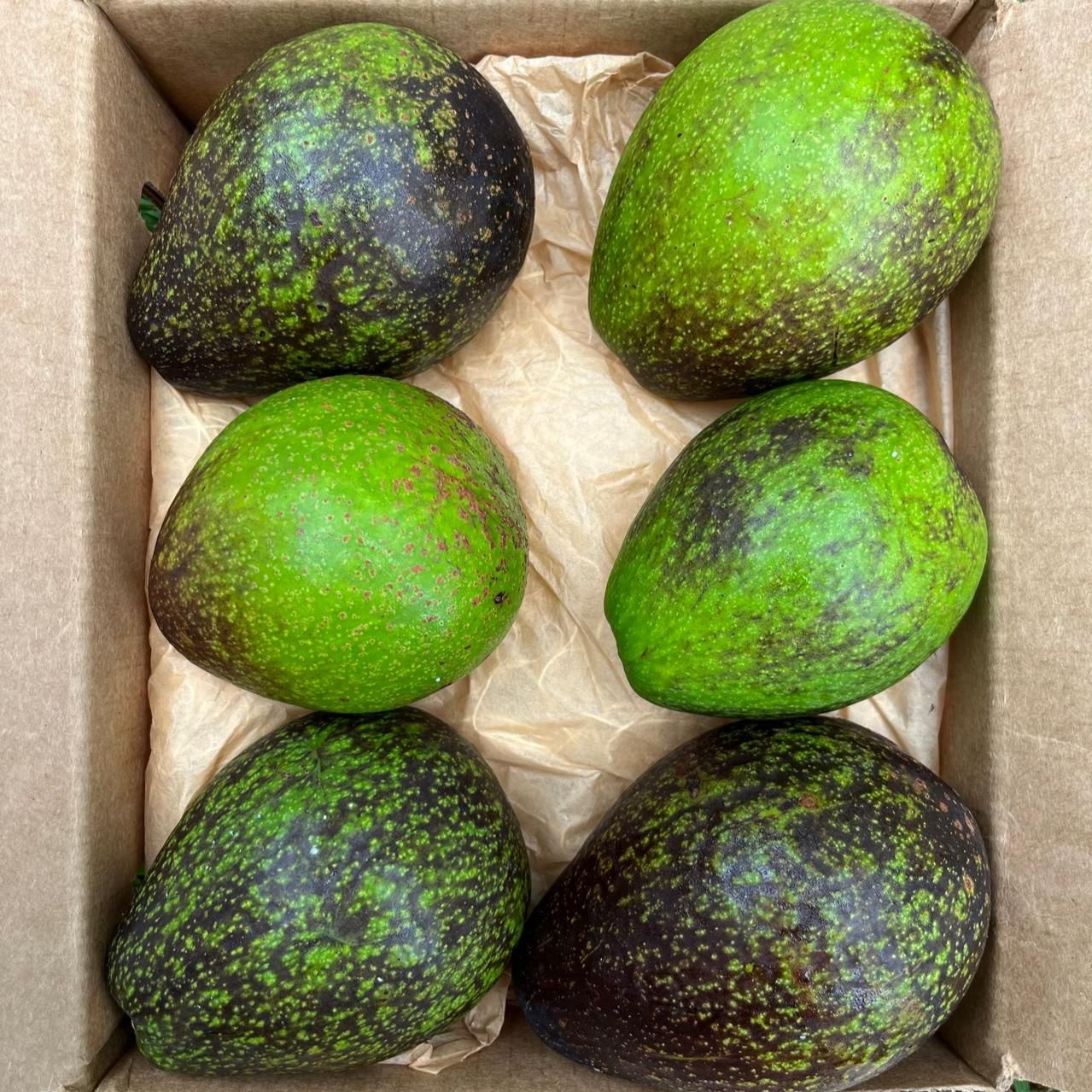 Avocado - Buy Rare Avocados online from Miami Fruit