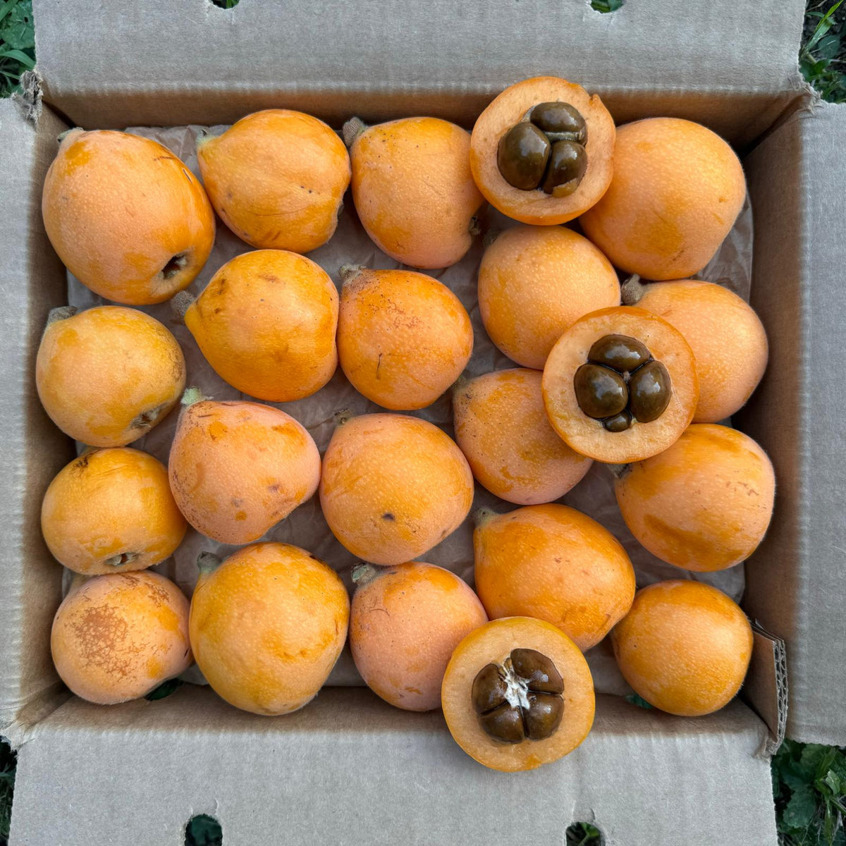 Loquat Box *Pre-Order* – Miami Fruit