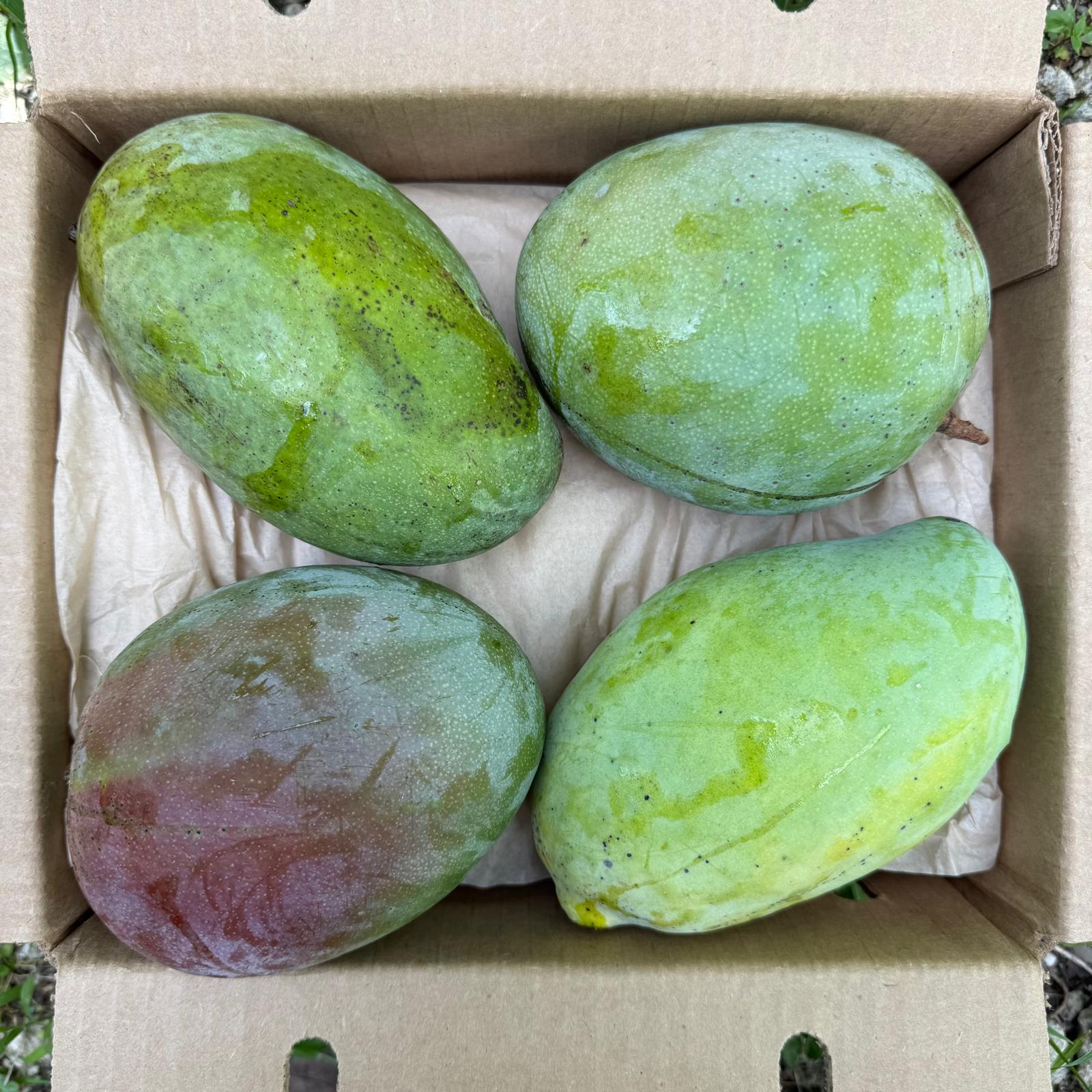 Mango - Buy USA Grown Mango Online from Miami Fruit