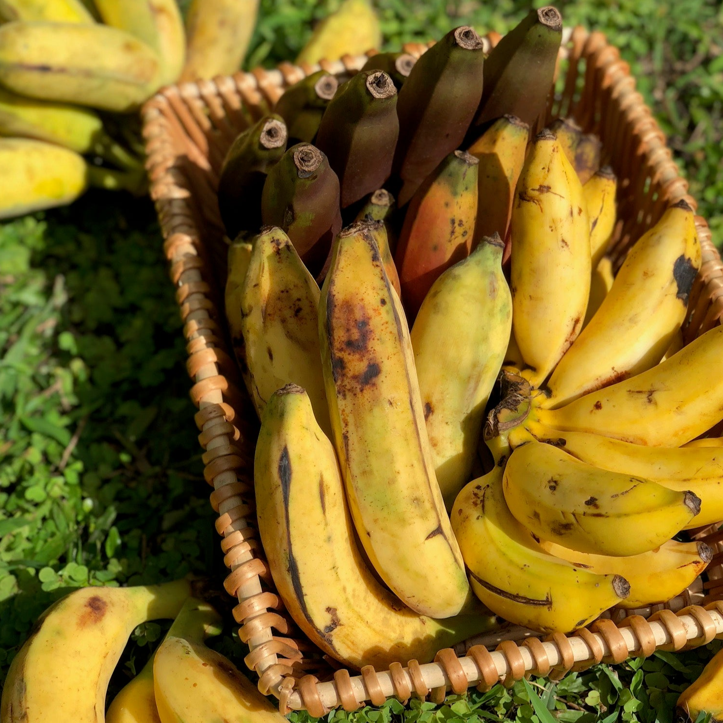 Banana Variety Box – Miami Fruit