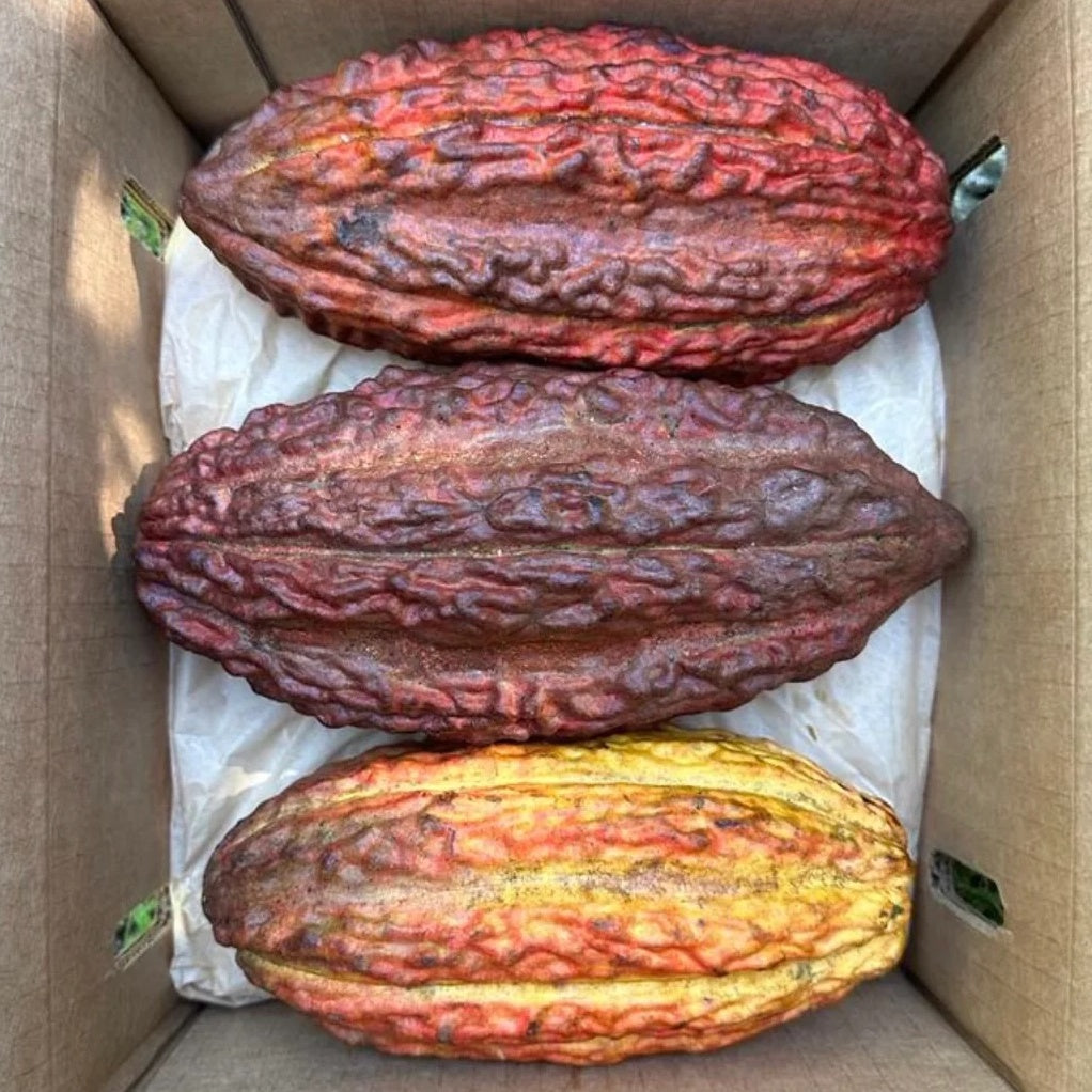 Cacao - Buy Cacao online from Miami Fruit