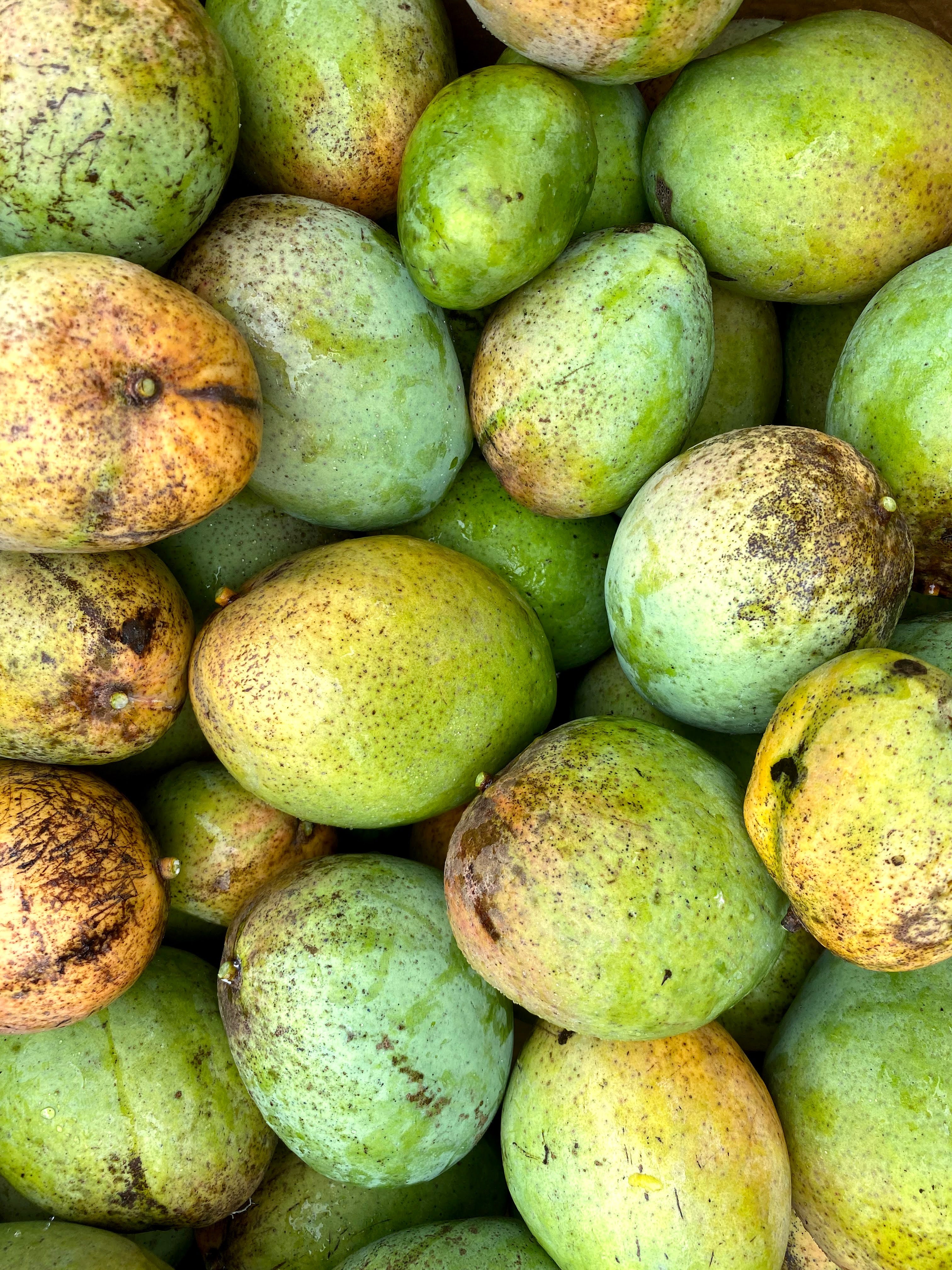 Coconut Cream Mango *Pre-Order* – Miami Fruit