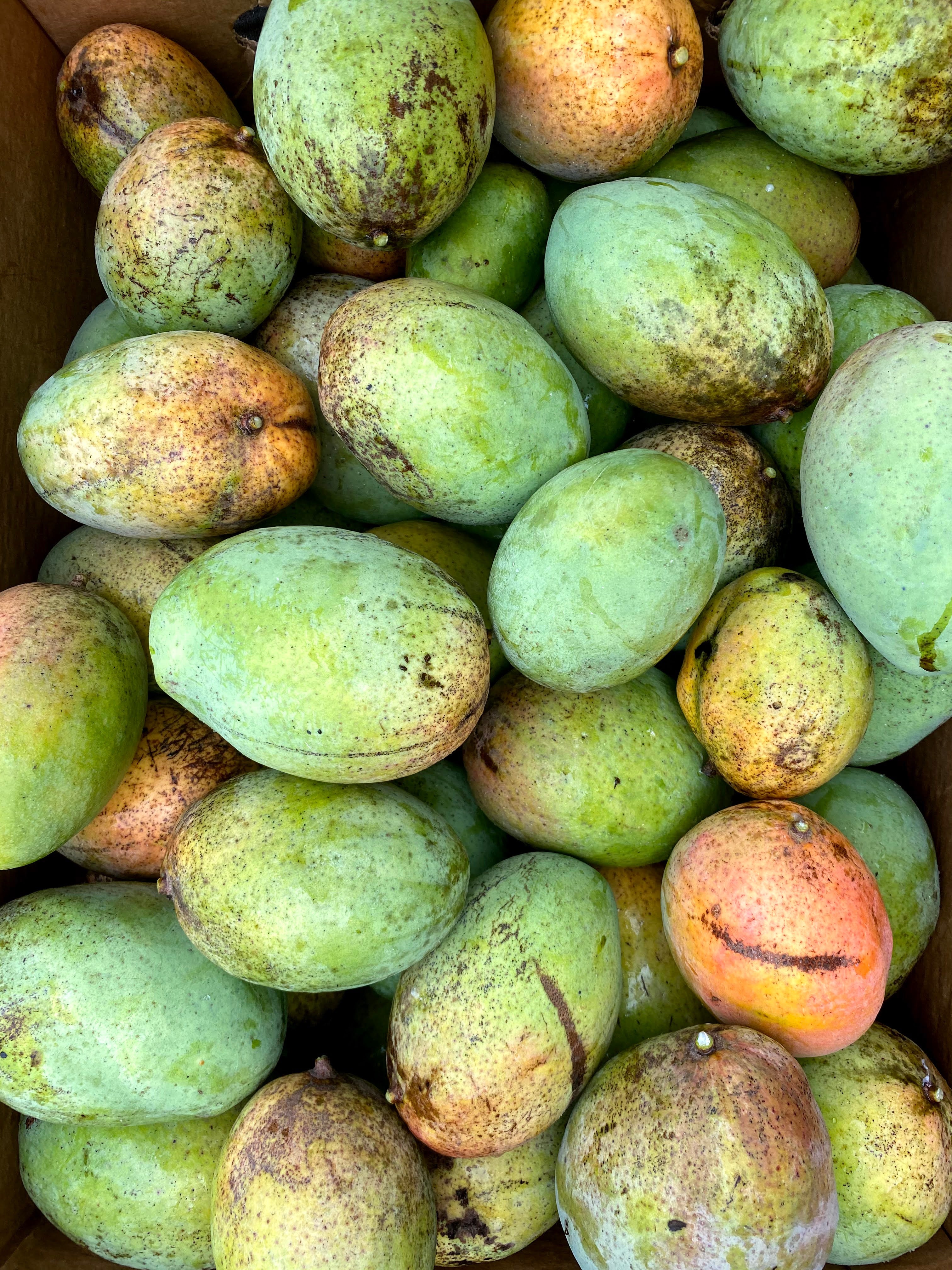 Coconut Cream Mango *Pre-Order* – Miami Fruit